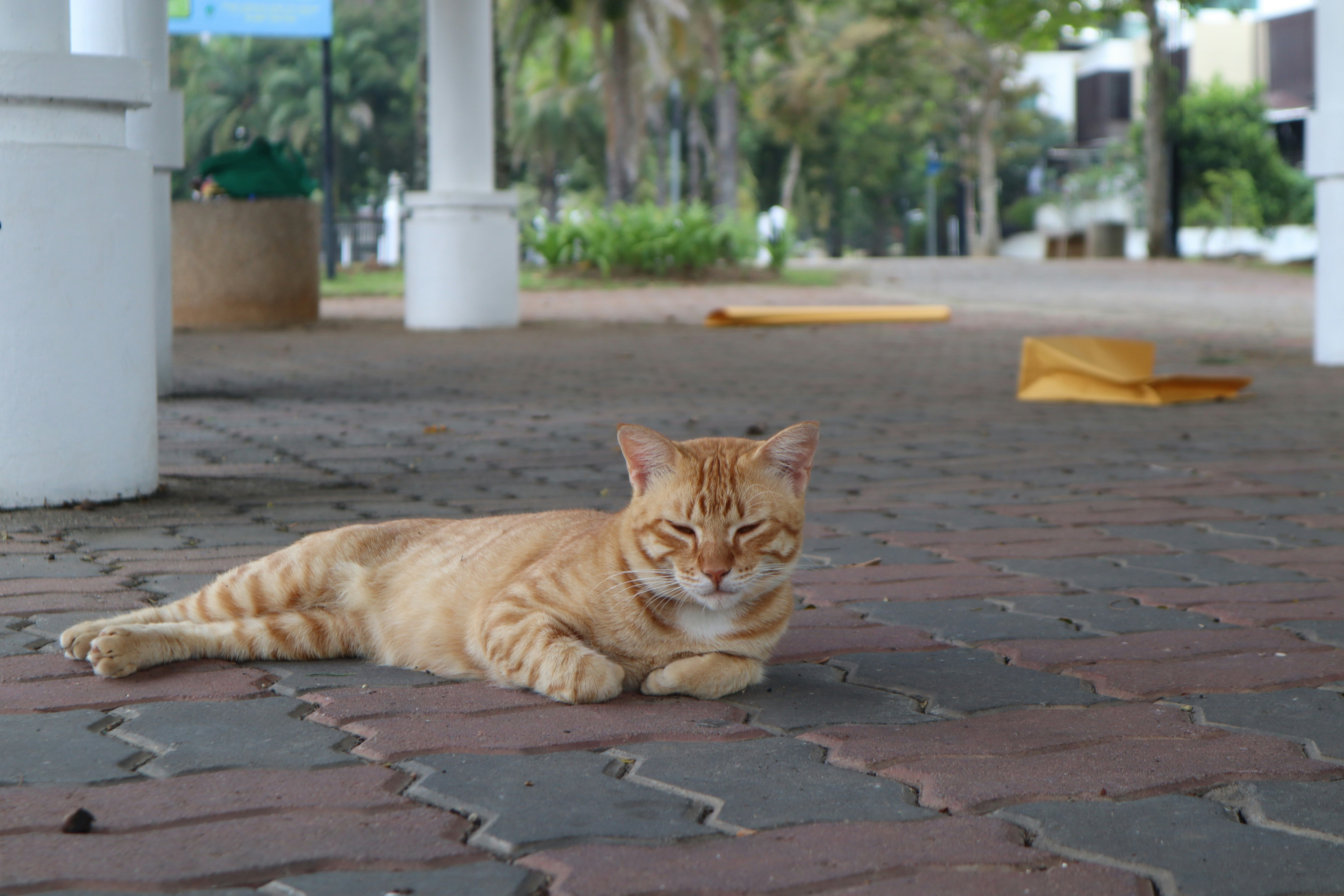 Golden tabby cat lounging on patterned pavement under a sheltered area, with architectural columns and scattered debris in the background.