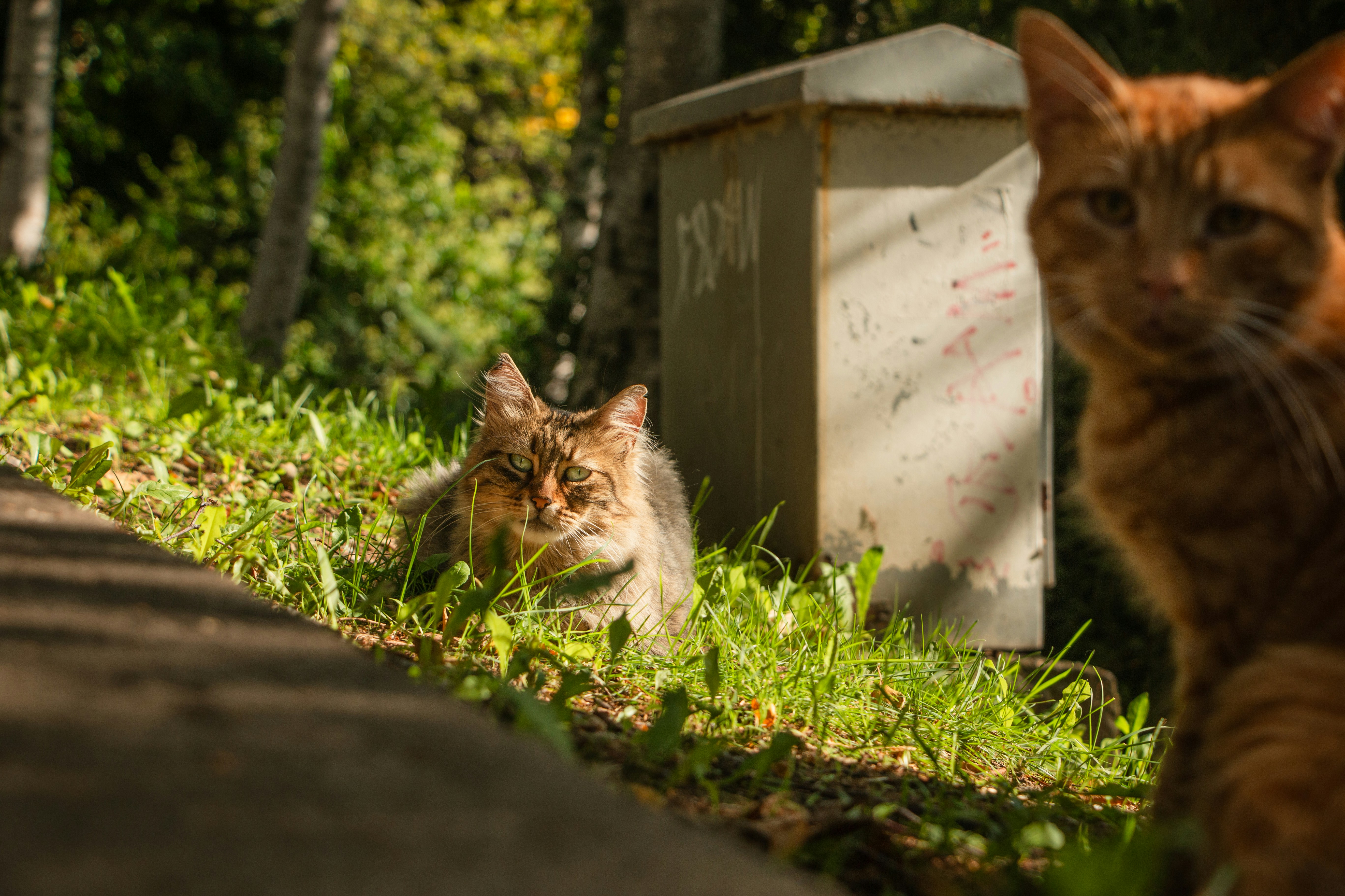 Hidden Observer: A Sunlit Feline in the Grass