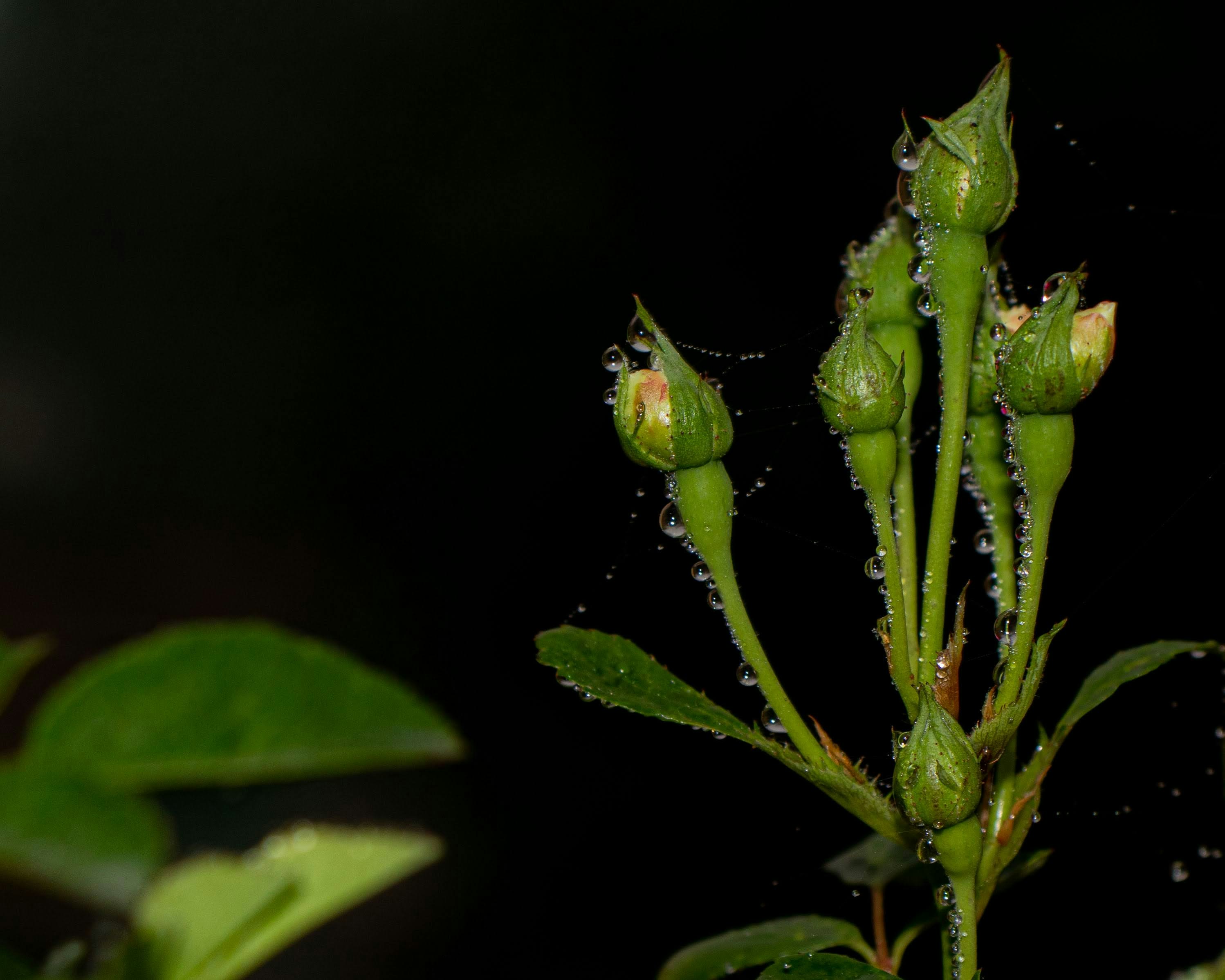 Close-up of dew-dusted rosebuds on a stem against a black background, with spider silk strands connecting the buds. The composition emphasizes texture and contrast, highlighting new growth against negative space.