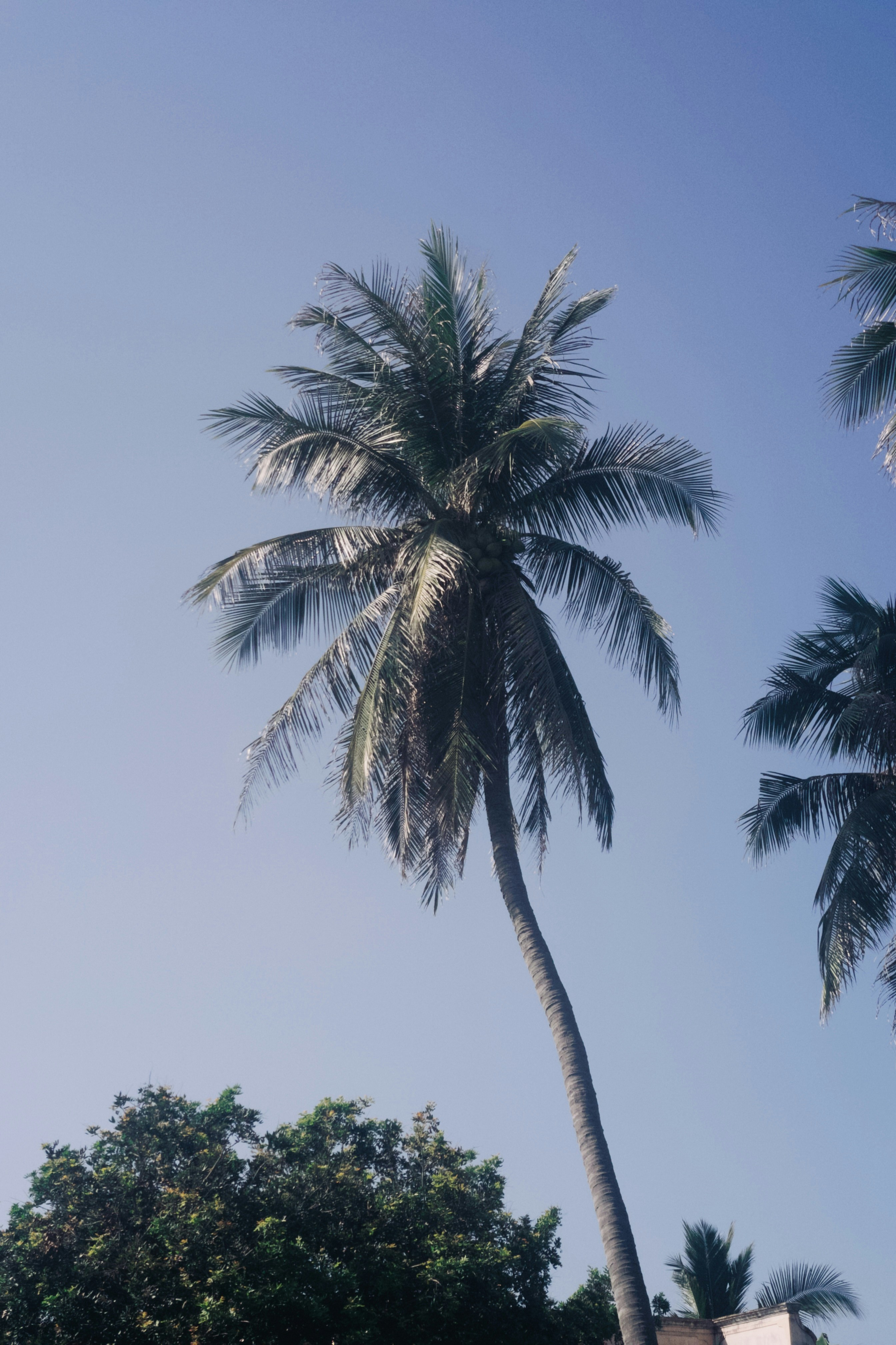 Tall palm tree against a clear blue sky with a sunlit crown and a smaller palm in the background, capturing a tropical scene.