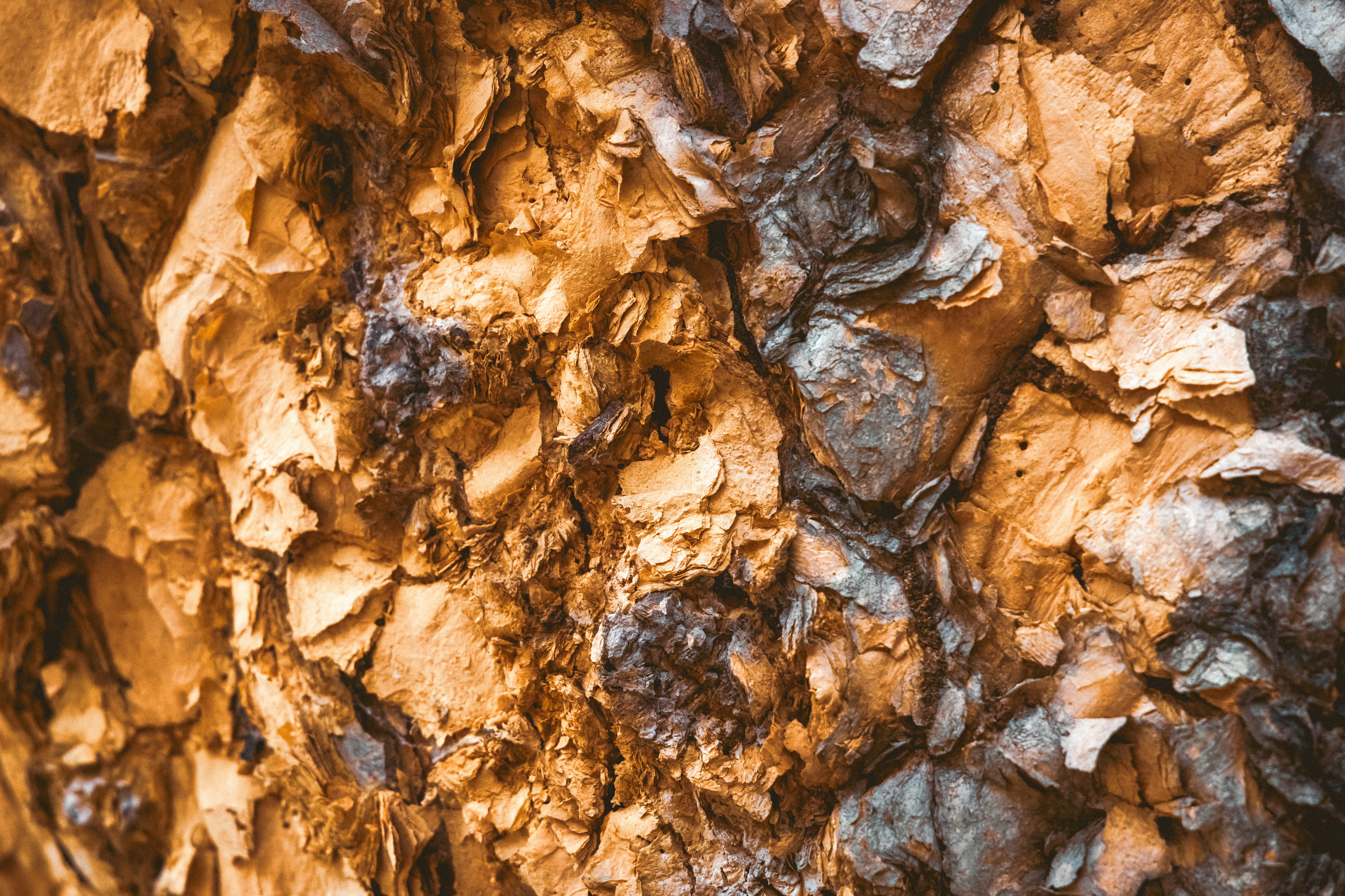 Earthward Mosaic: Copper-Soaked Bark in Moody Golden Light