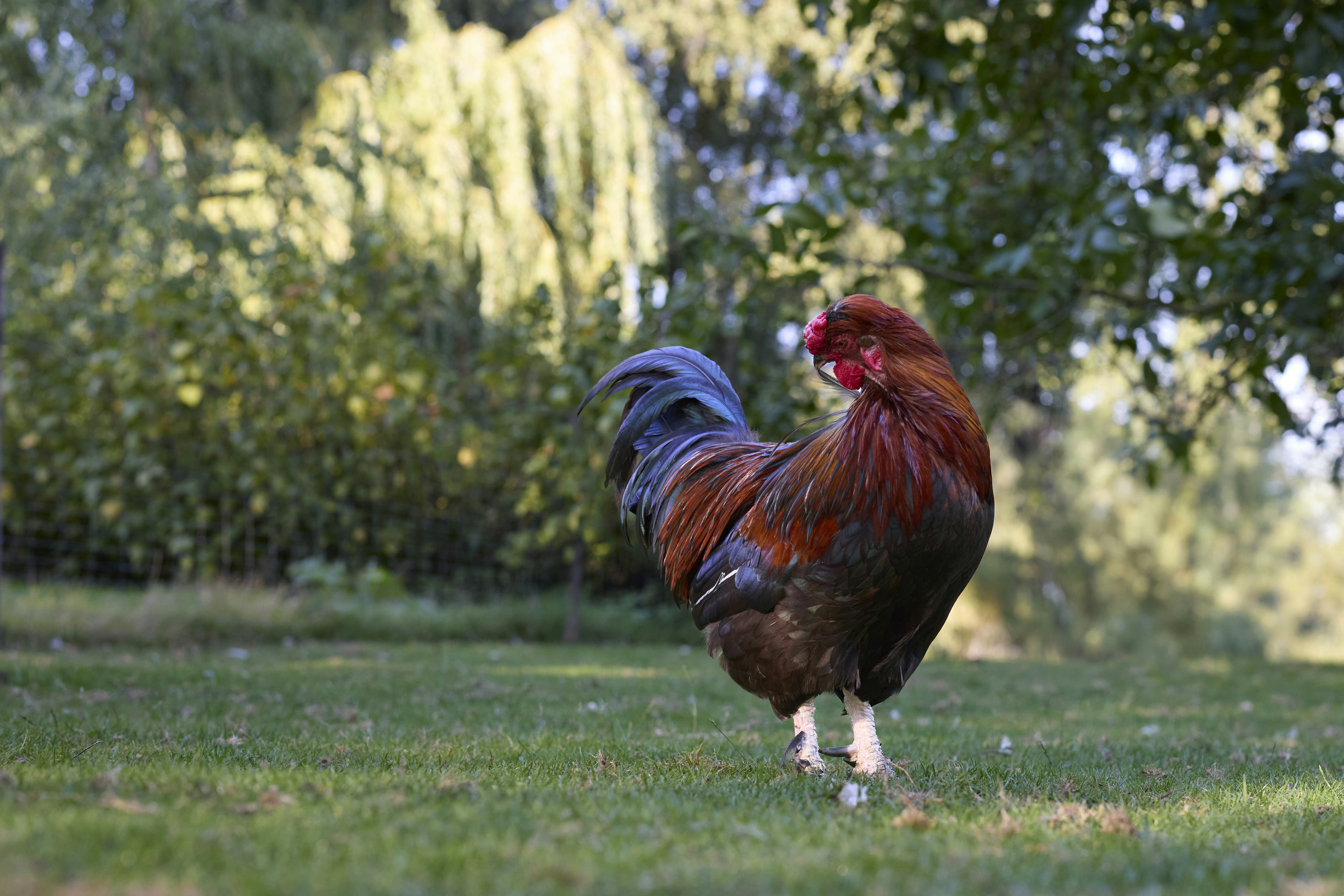 Rooster in a Sunlit Yard: Crimson Crest and Proud Stance