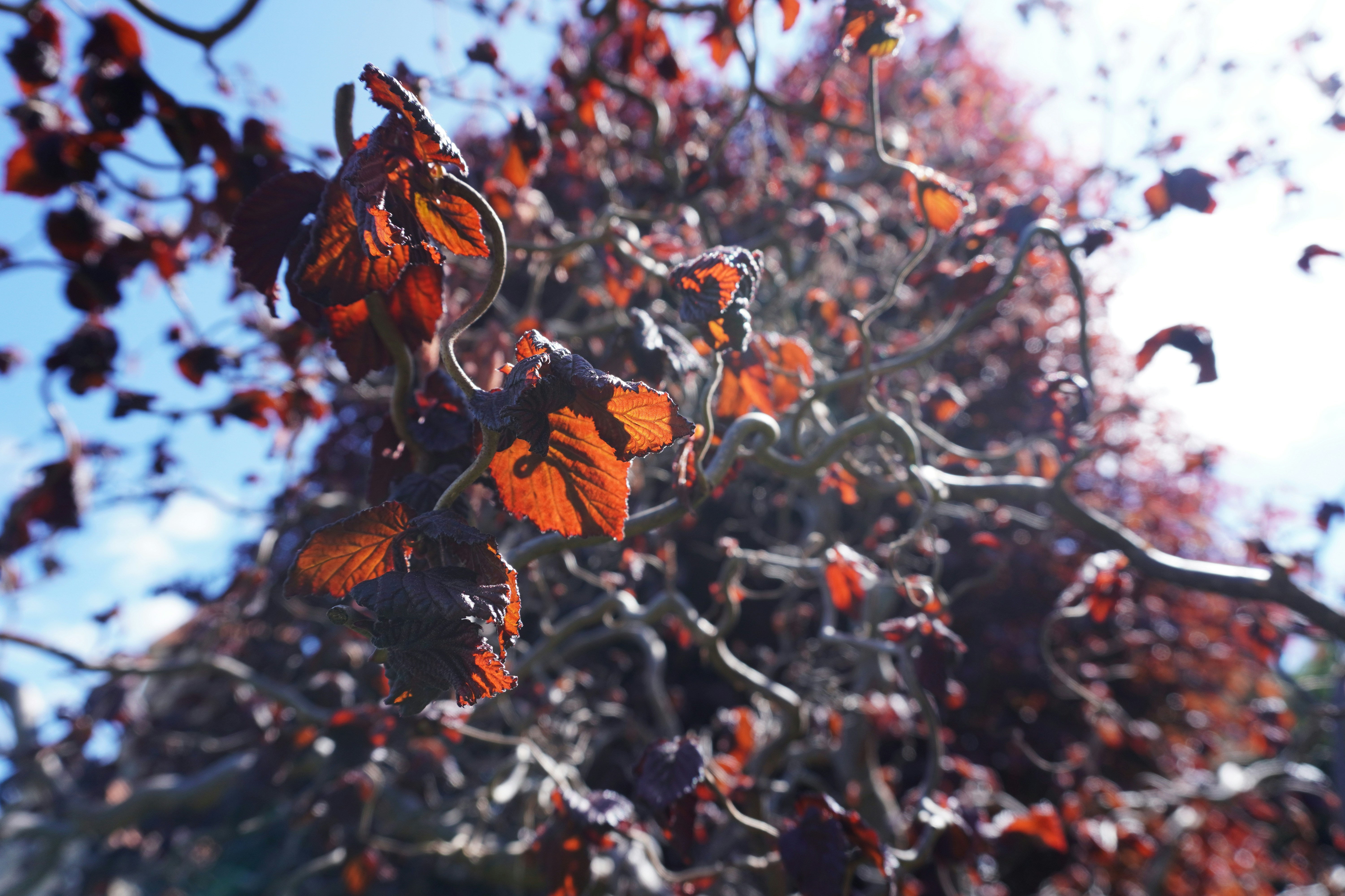 Withered Leaves in Sunlit Foliage: Autumn's Quiet Focal