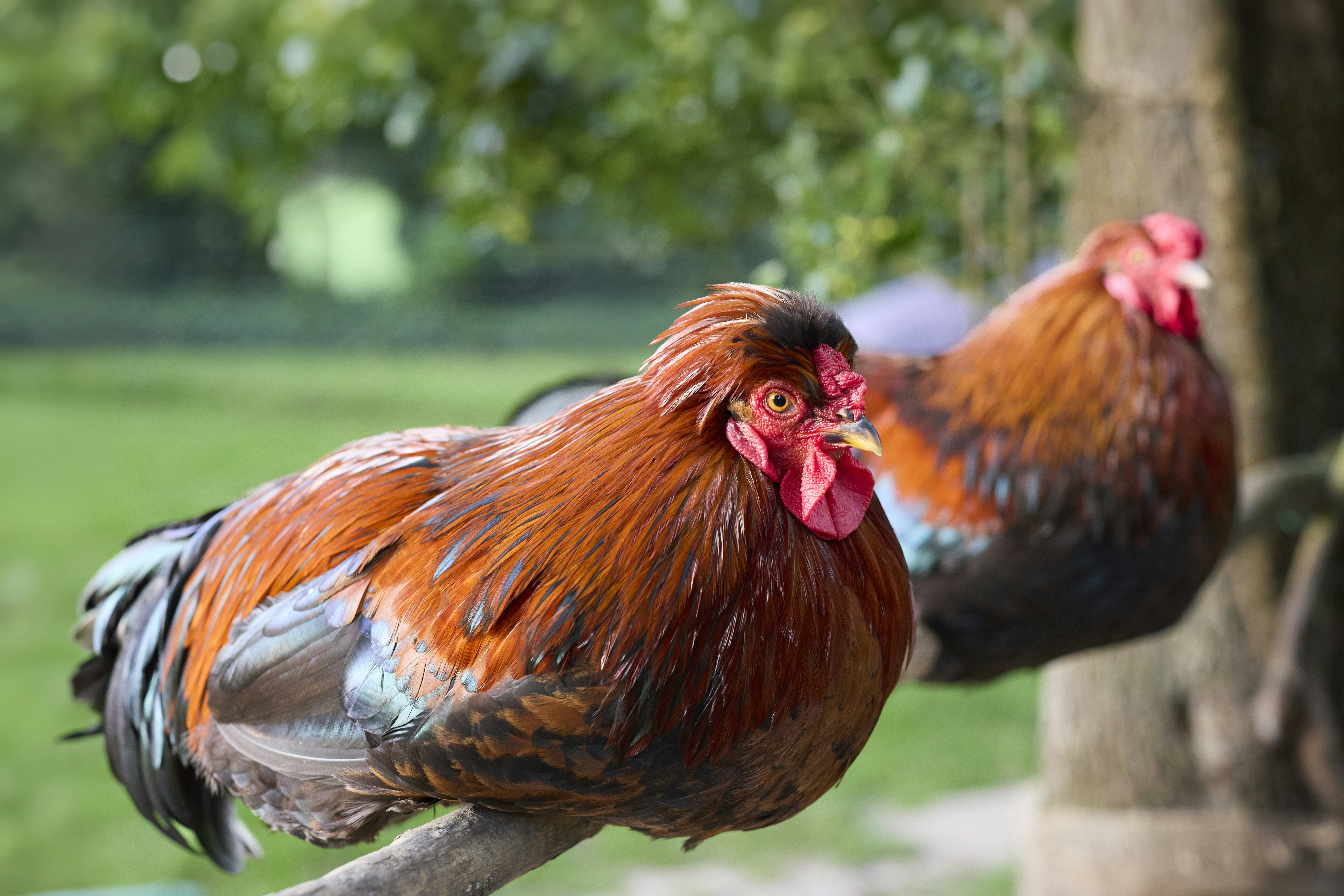 Two Roosters Perched on a Wooden Rail in a Lush Farmyard