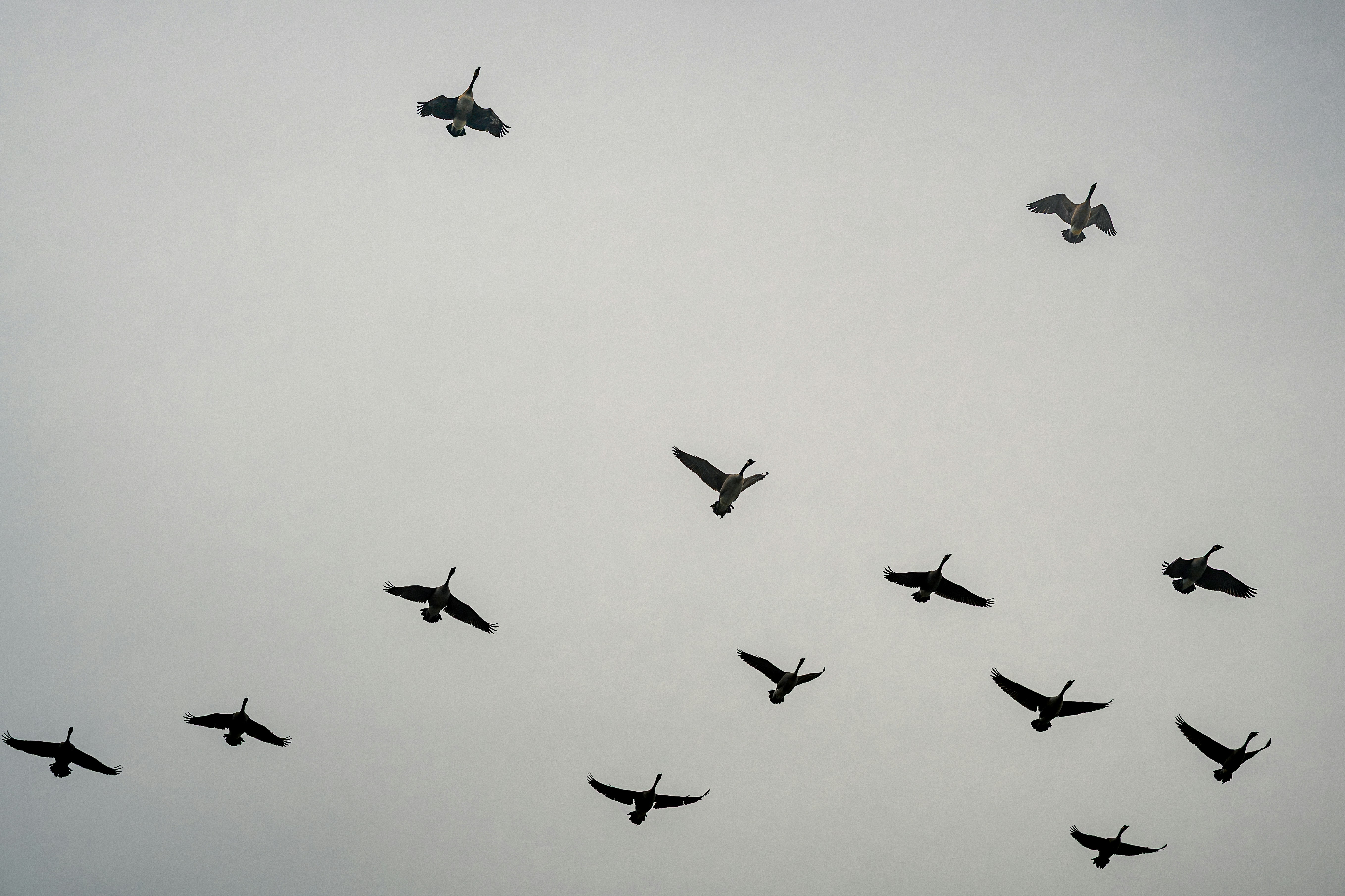 Silent V Formation: A Sketched Sky of Flight