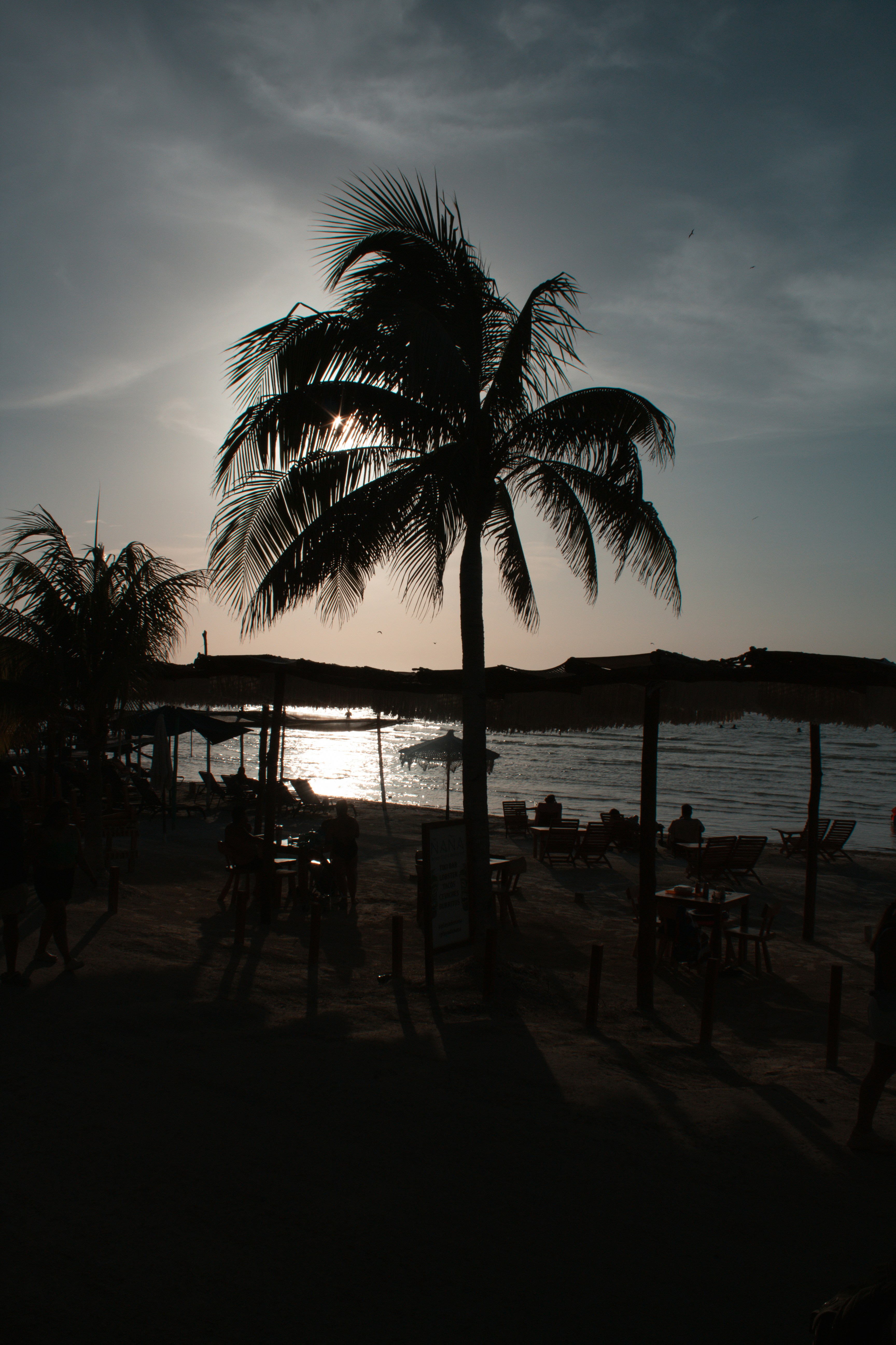 Silhouette at Dusk: Palm Shadows Over the Quiet Shore