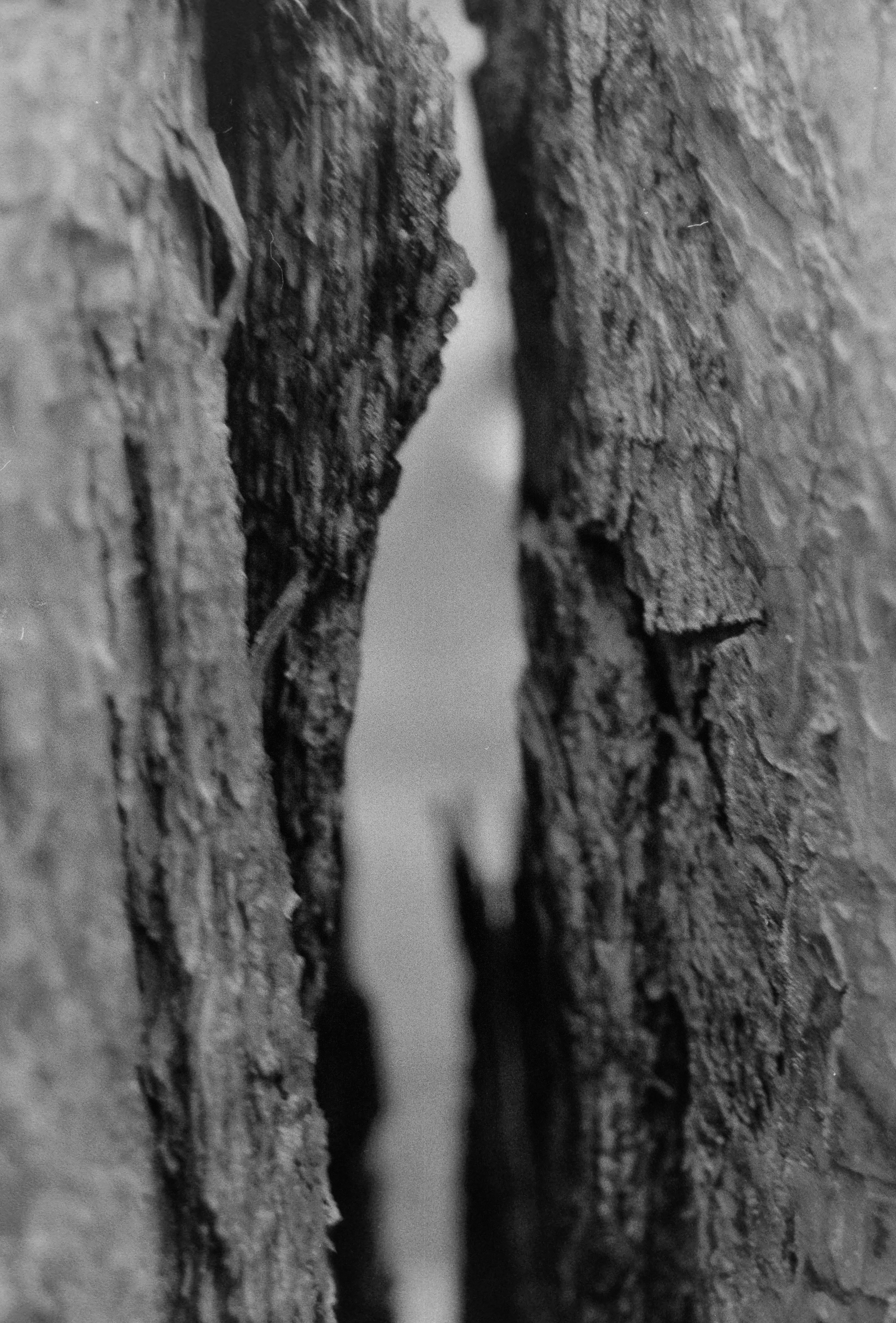 Between Bark and Shadow