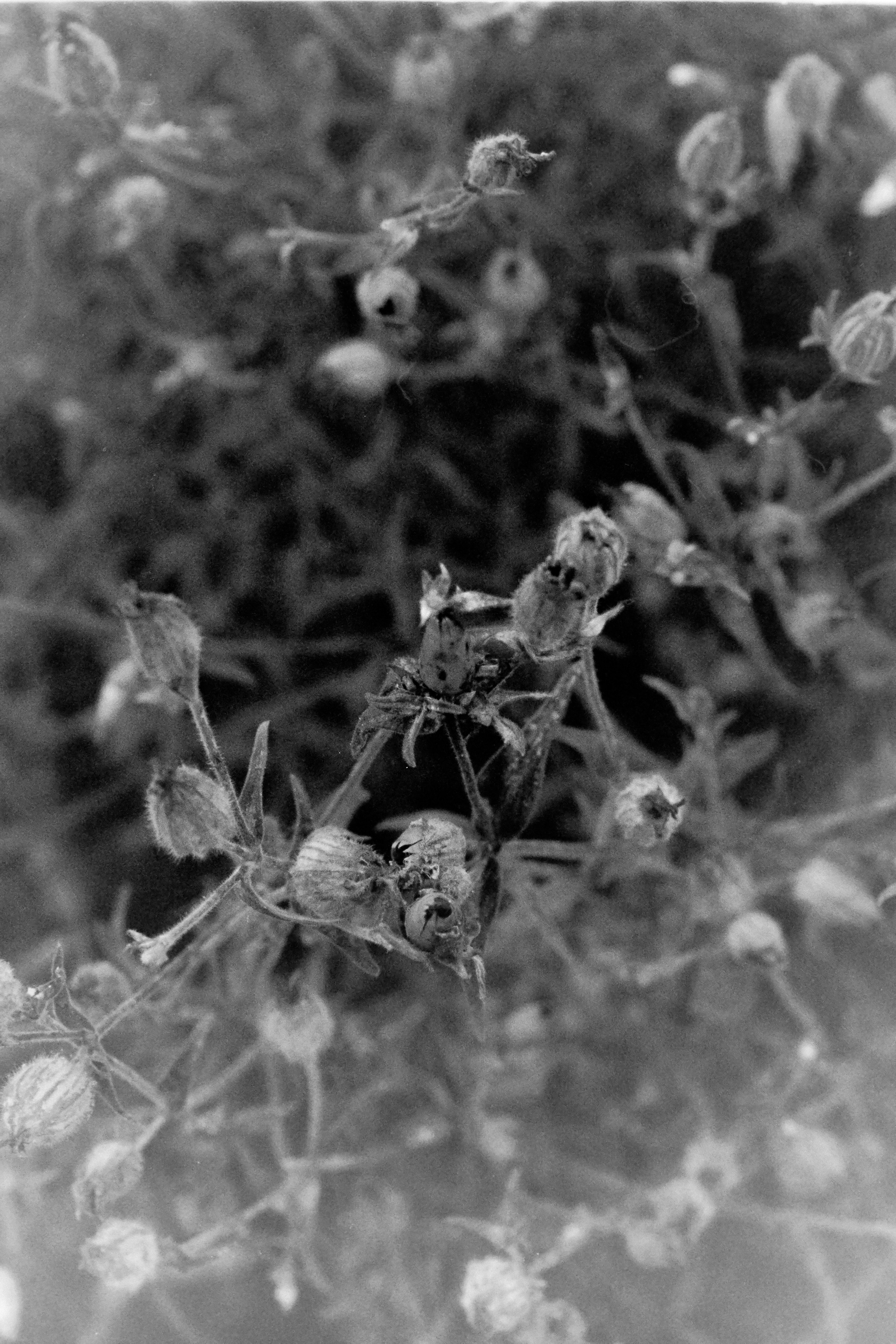 A cluster of small dried flower buds in a black and white photograph