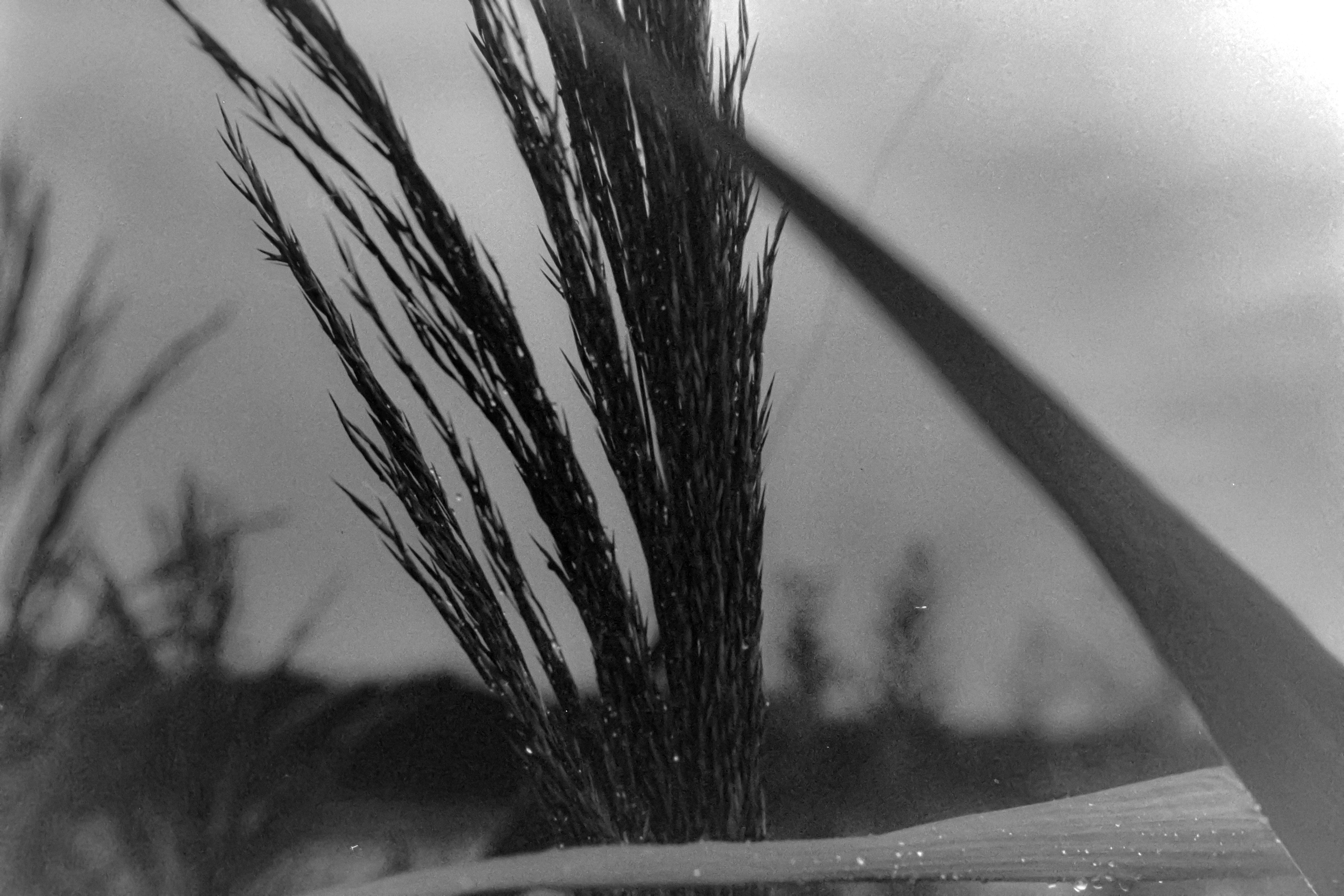 A black and white close-up of tall grass blades against a cloudy sky