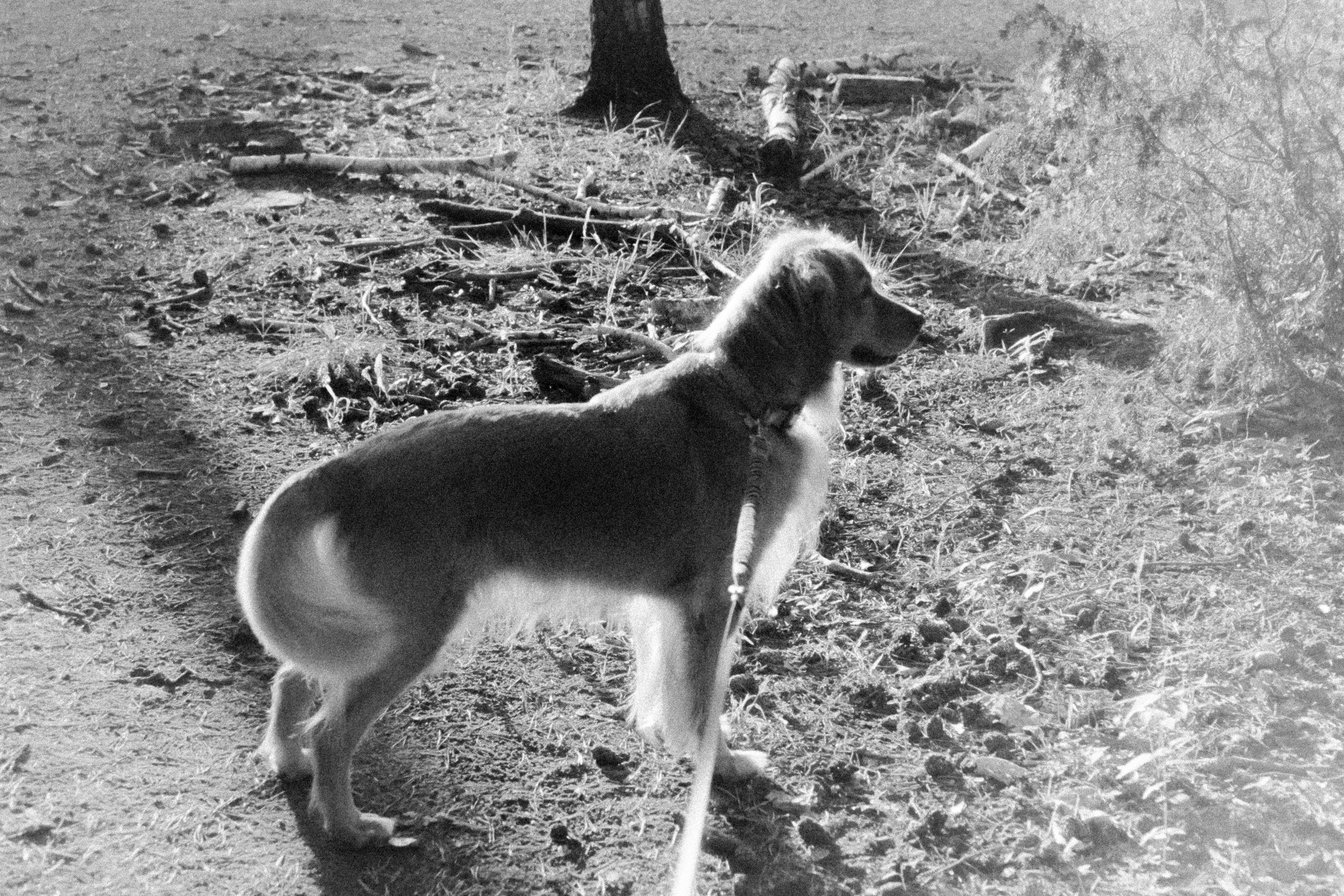 A golden retriever on a leash in a wooded area with scattered branches