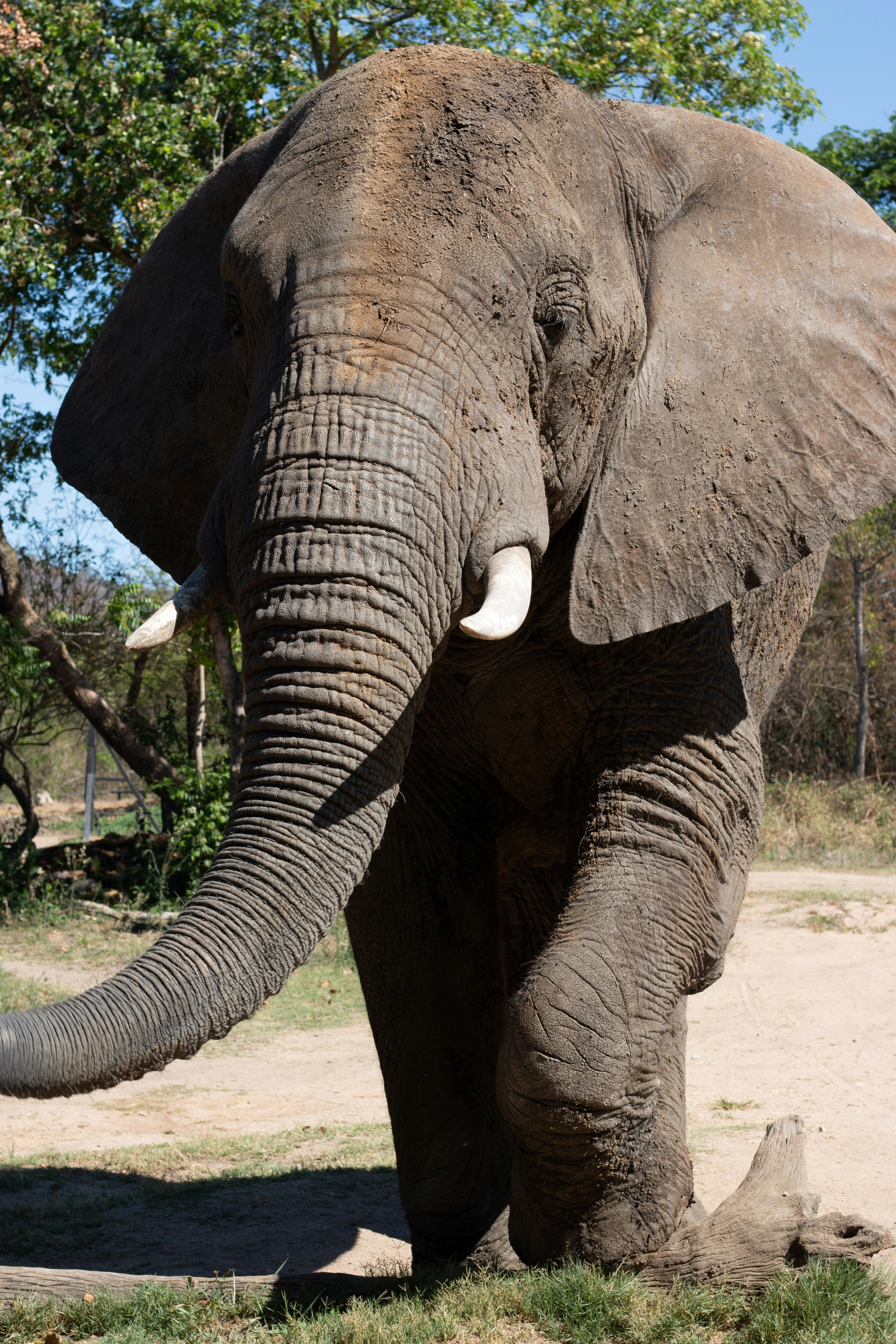 Giant in a Dusty Clearing: A Close-Up Portrait of an African Elephant