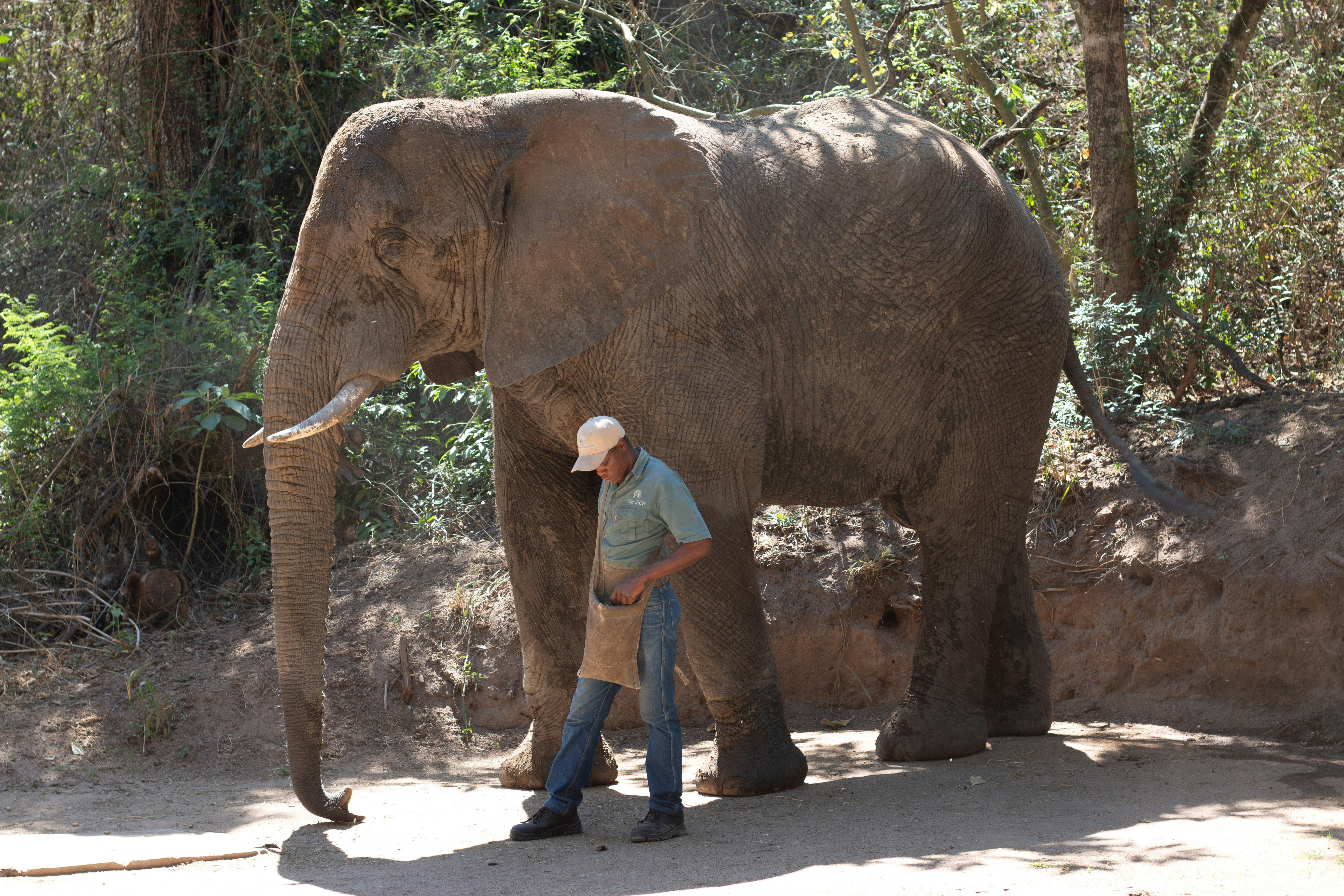 Gentle Giant and Keeper: An Elephant Pauses by the Keeper under Dappled Light