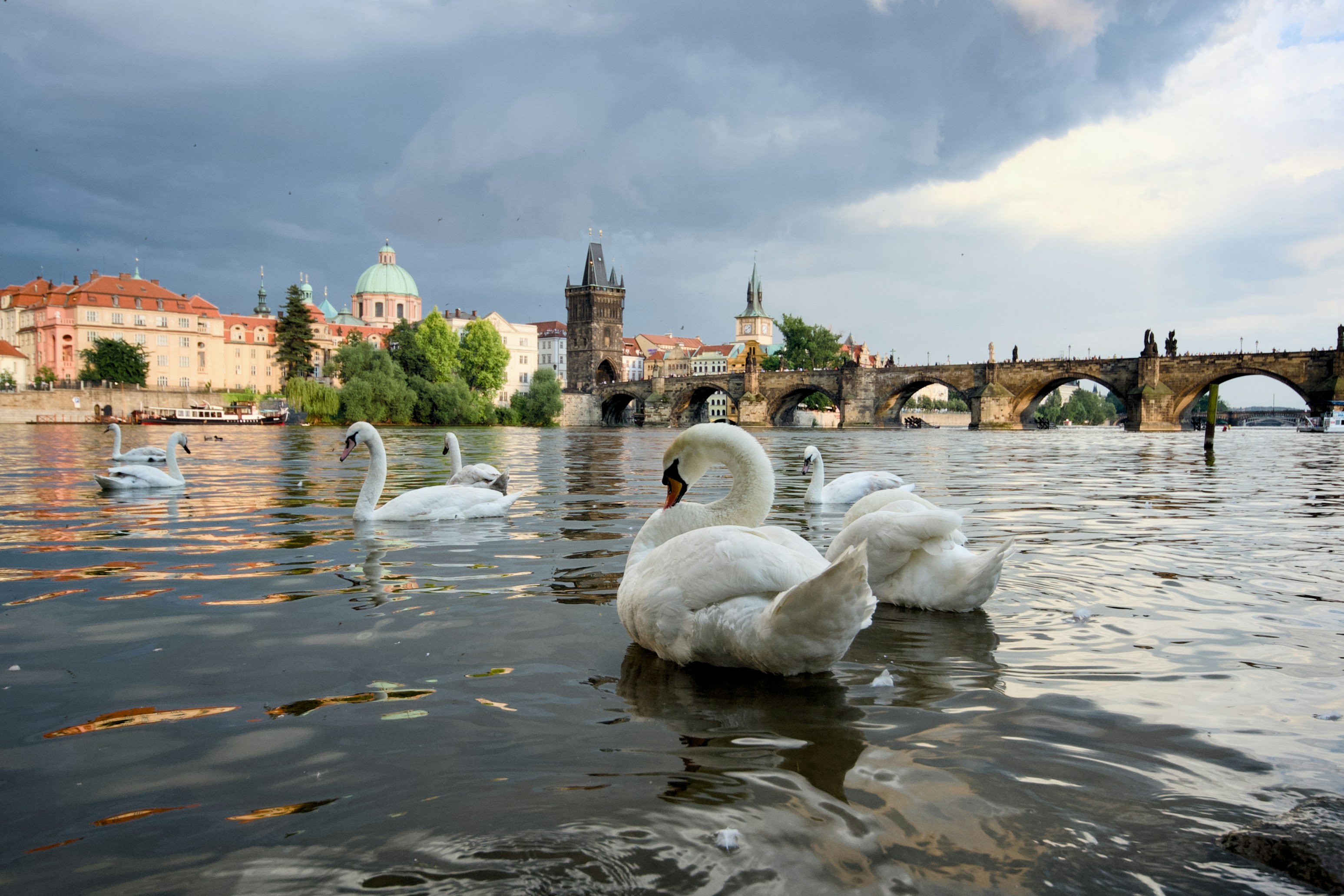 Swans at the Vltava: A Quiet Moment with Prague's Bridge