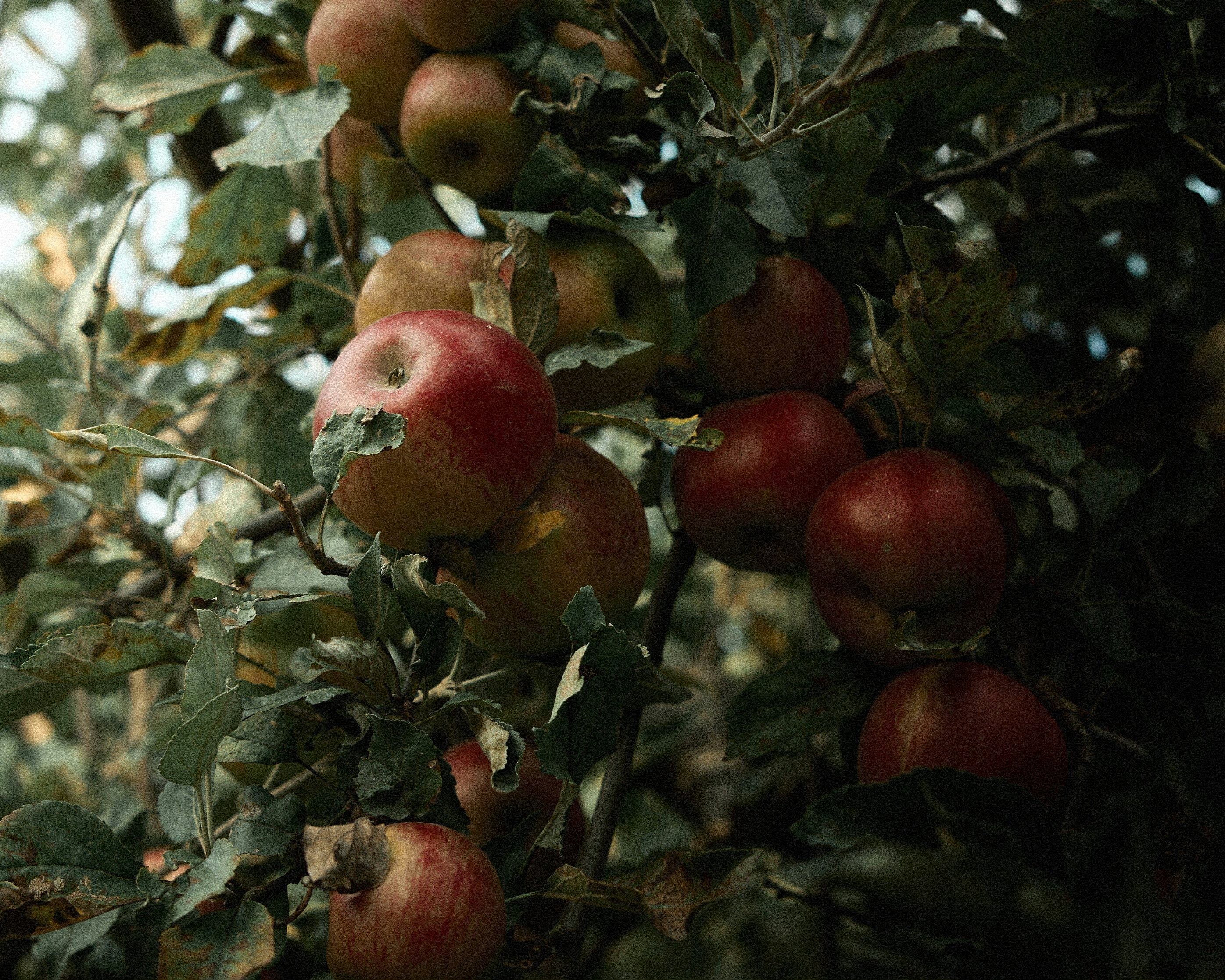 Apple Bounty in Dappled Orchard Light