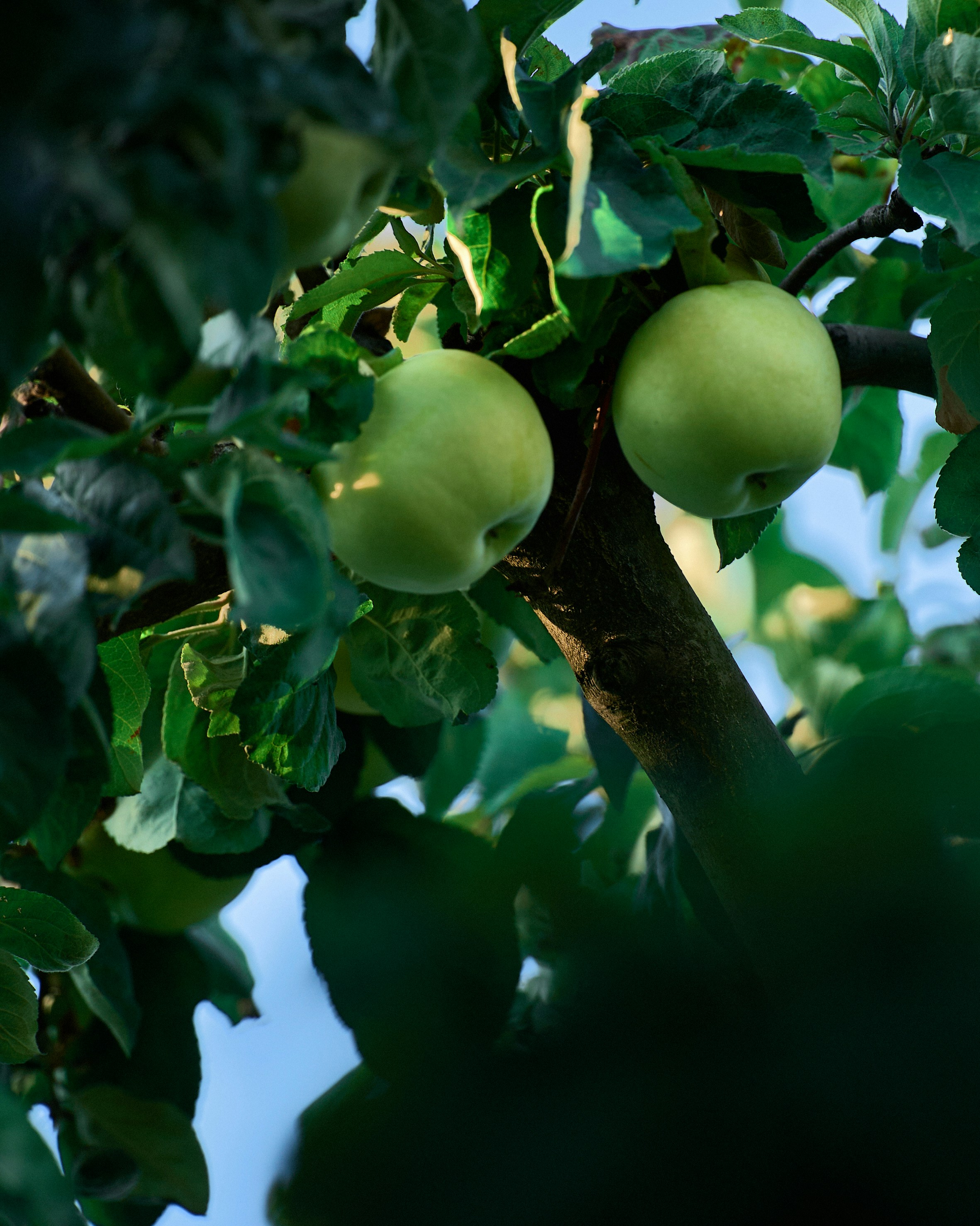 Green Apple Bounty Hidden Among Leaves