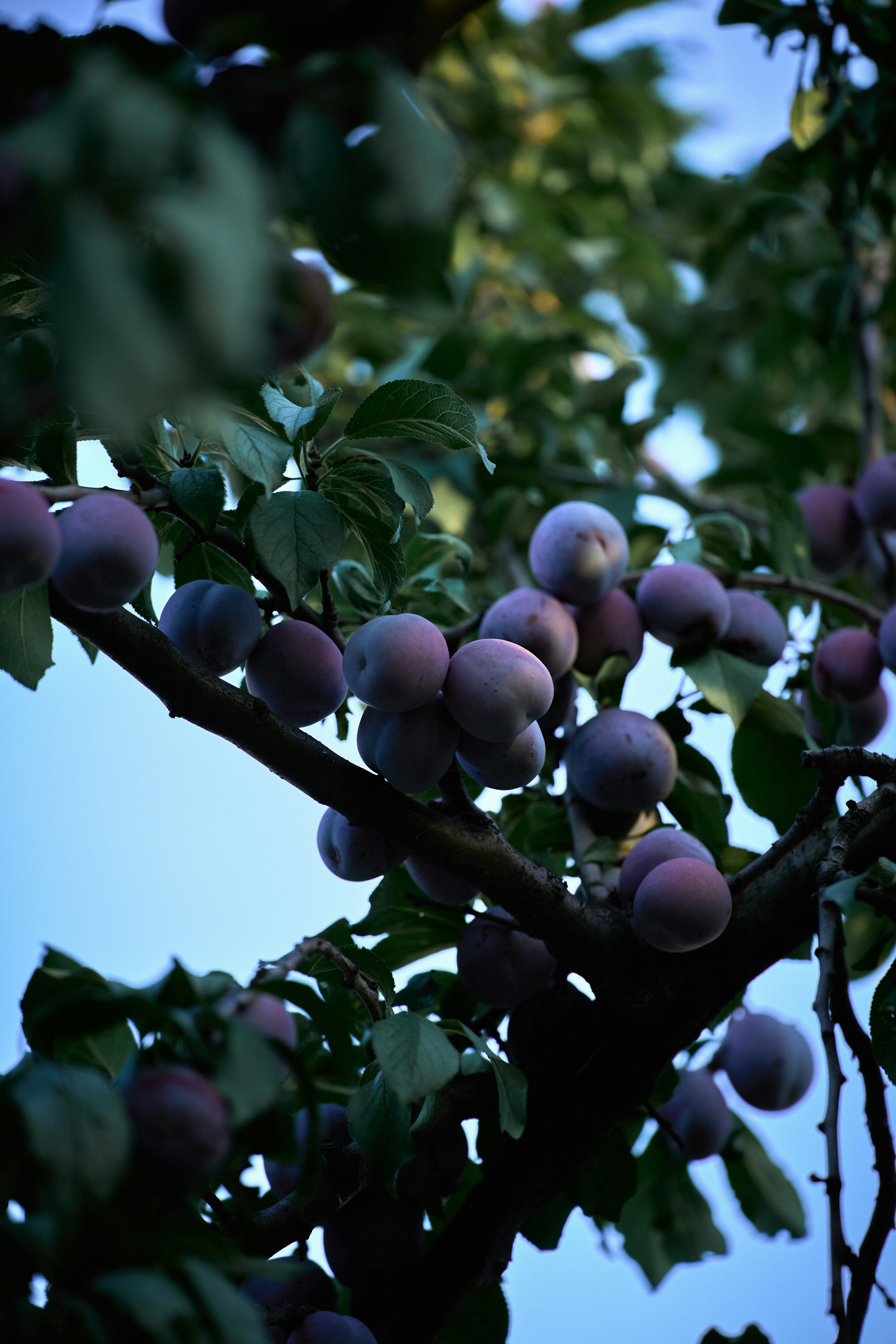 Plum Choir: A Branch Laden with Night-Hued Fruits Under Dappled Spring Light