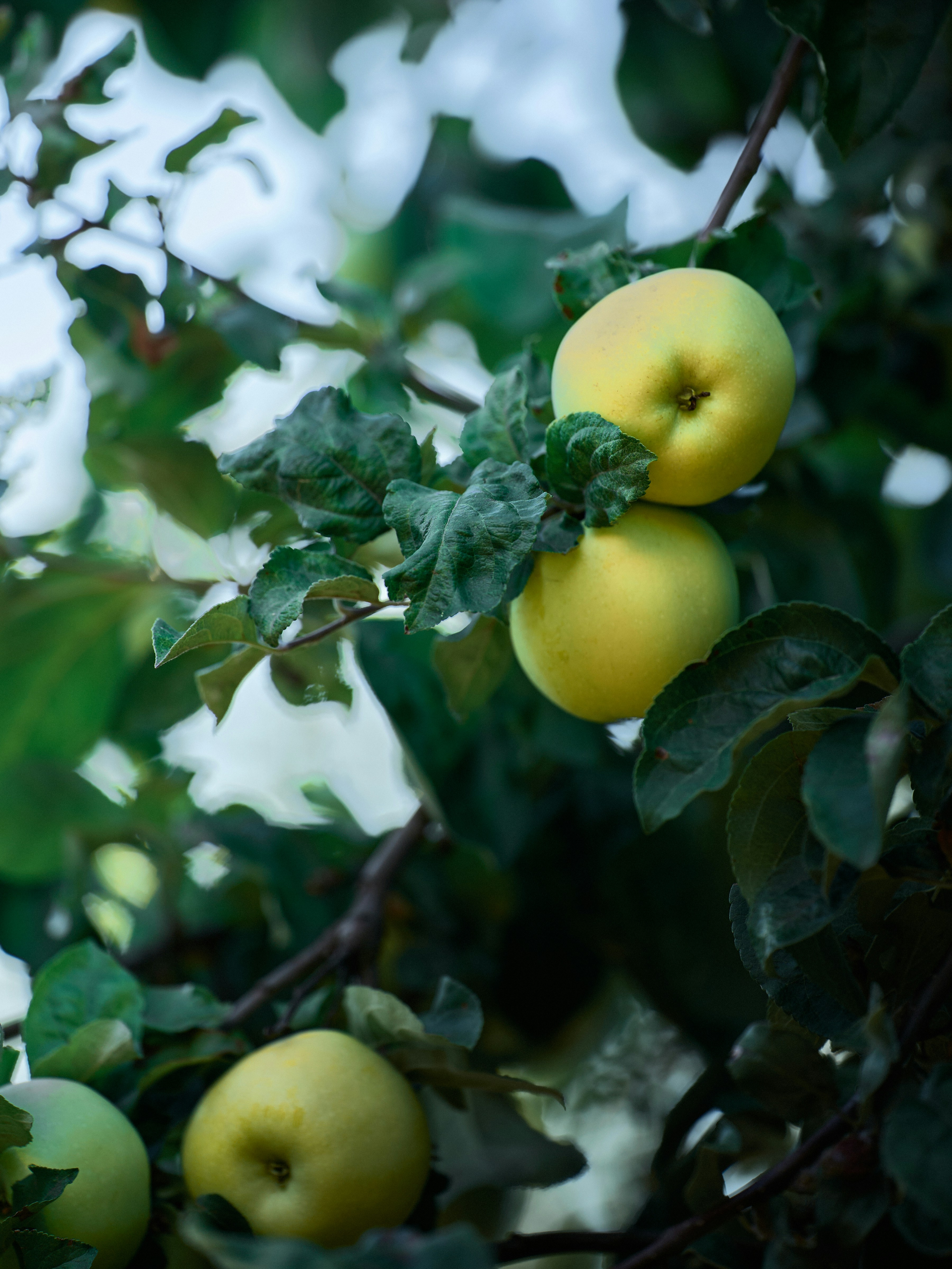 Cluster of yellow apples rests among green leaves on a sunlit branch, rendered with natural color and shallow depth.