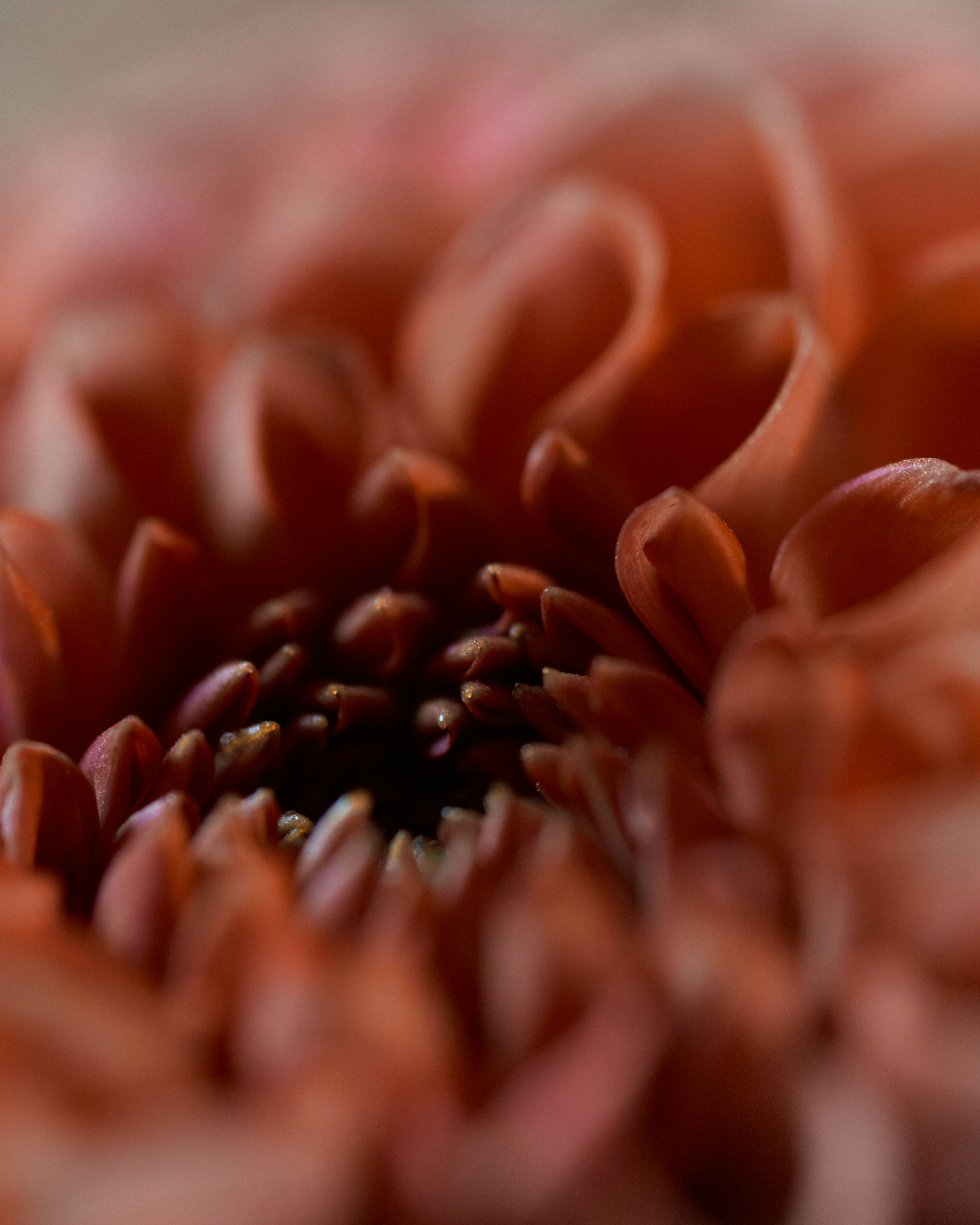 Macro close-up of a coral-colored chrysanthemum center, with tactile petal textures and soft bokeh in the background.