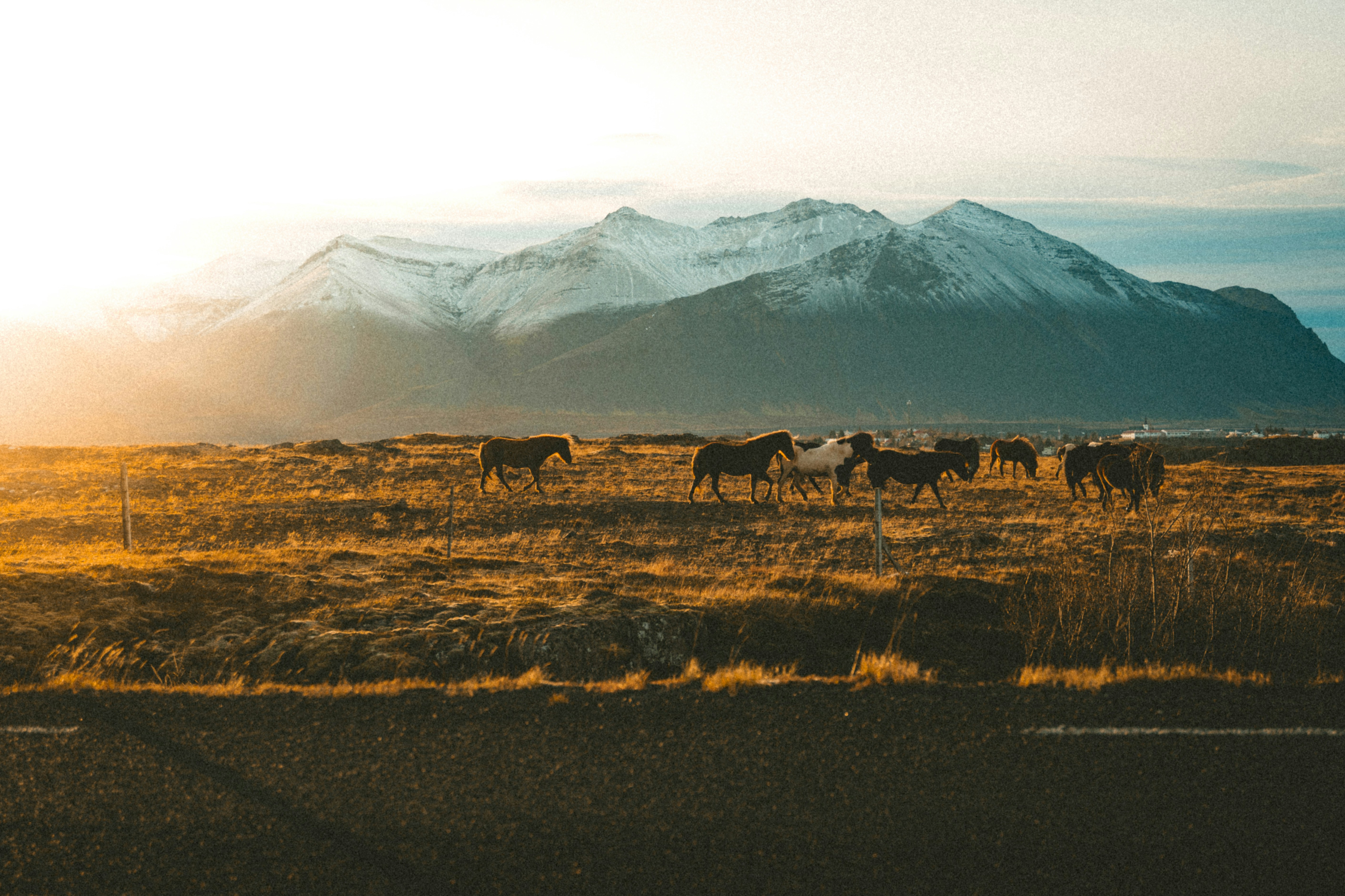 Herd at Dusk Beneath Snow-Capped Giants