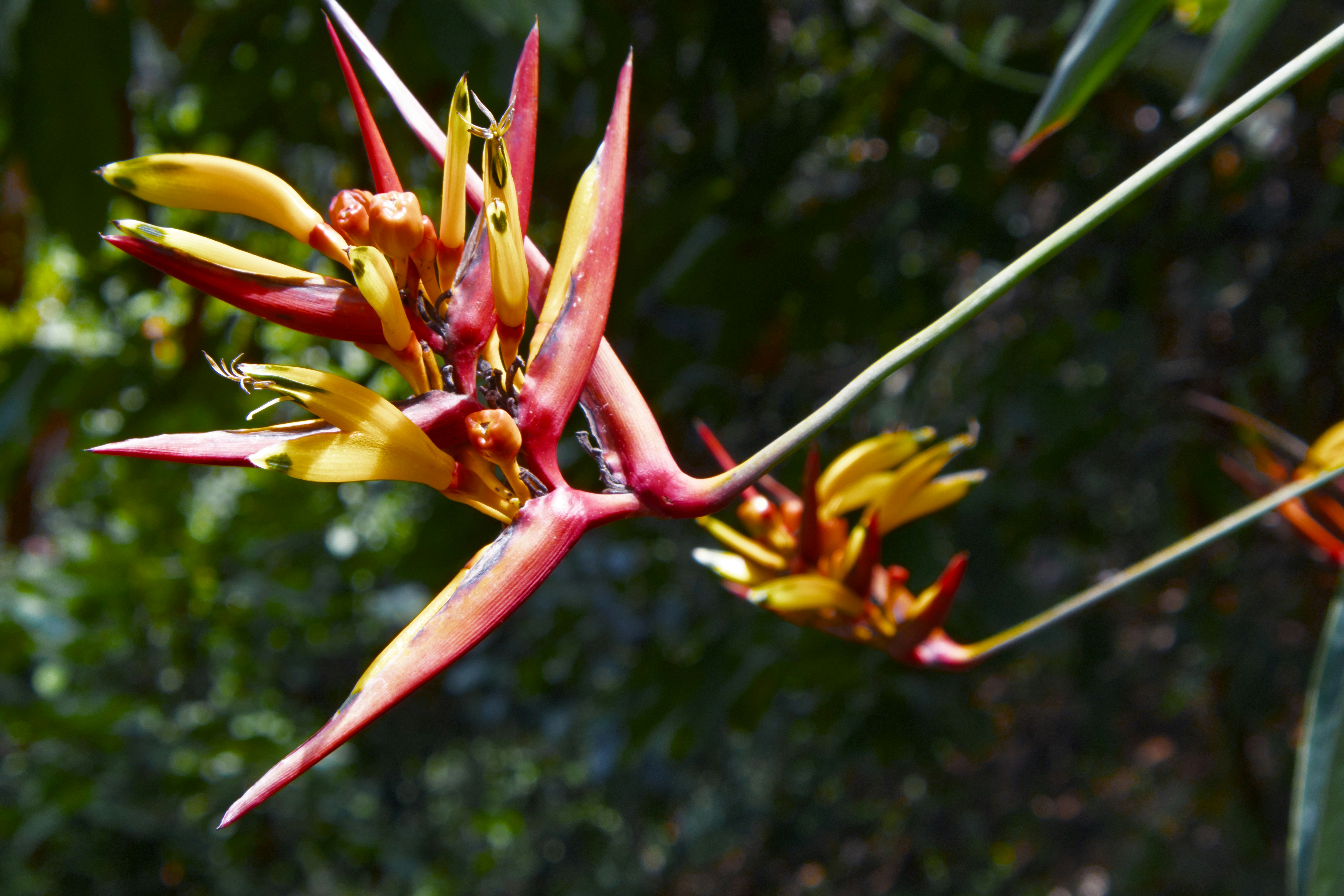 Citrus-flame Bloom: A Spiky Exotic in Focus