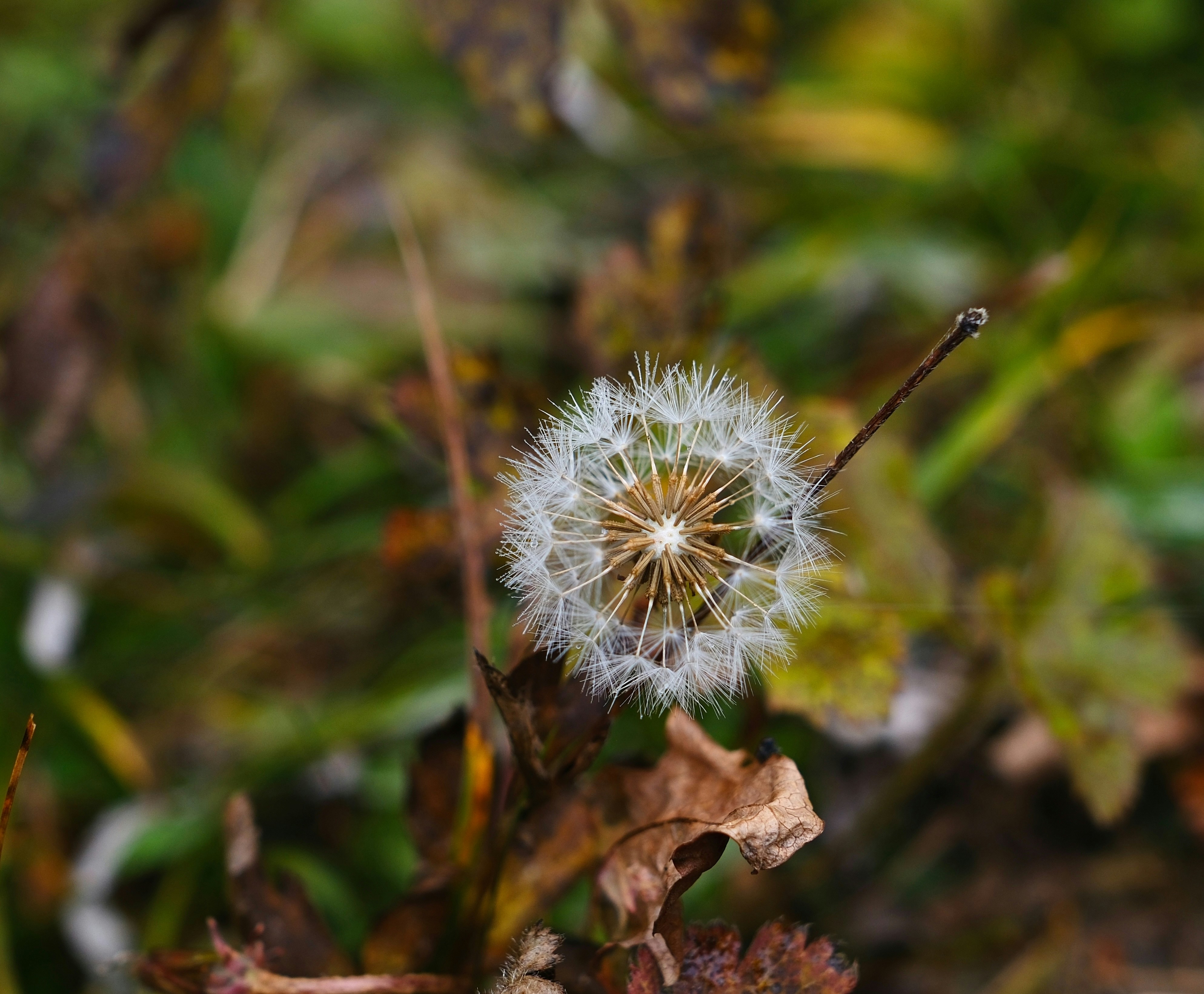 Dandelion Clock Halting the Breeze in a Quiet Meadow