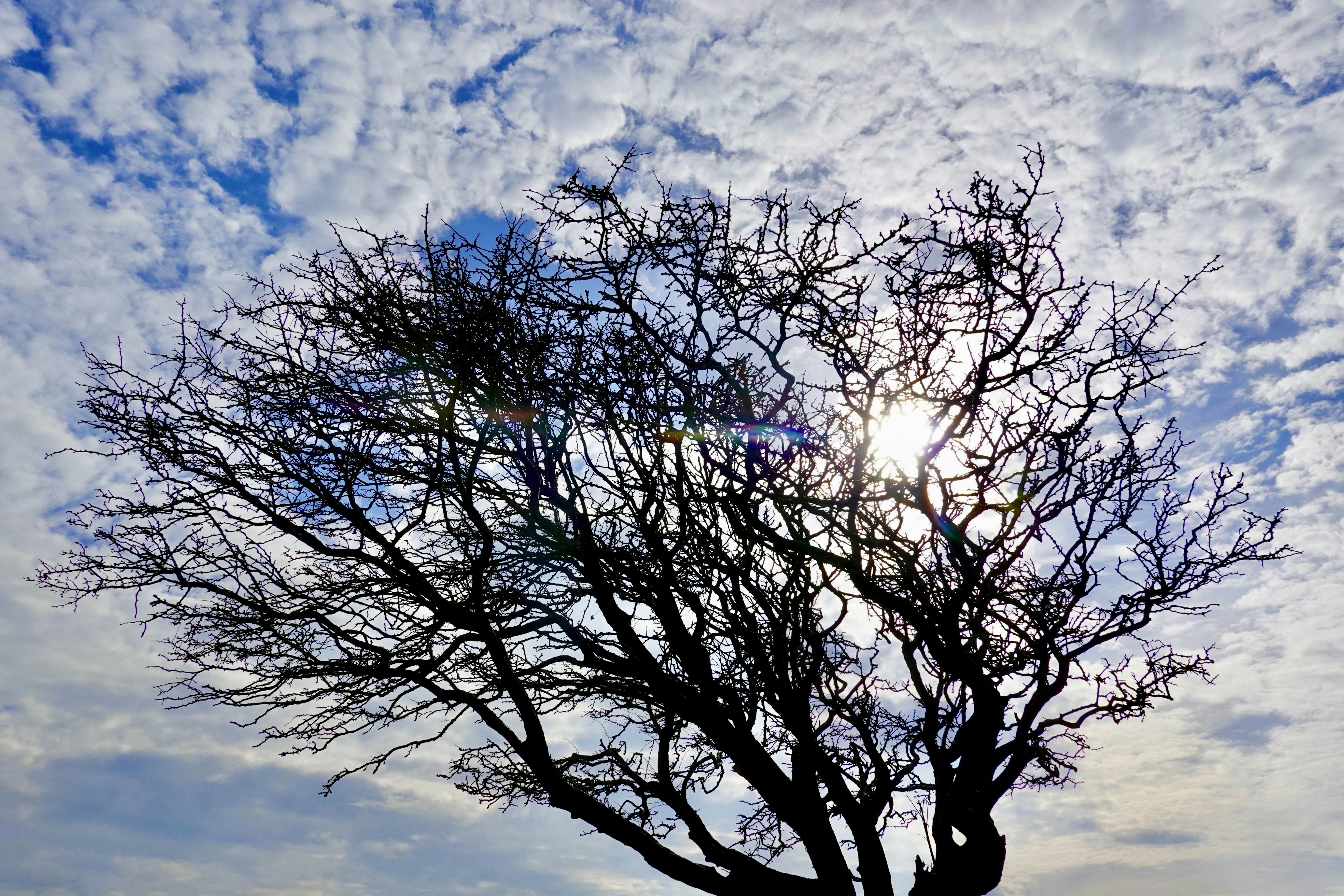 Sunshine through a wind shaped old hawthorn tree in a coastal dune valley