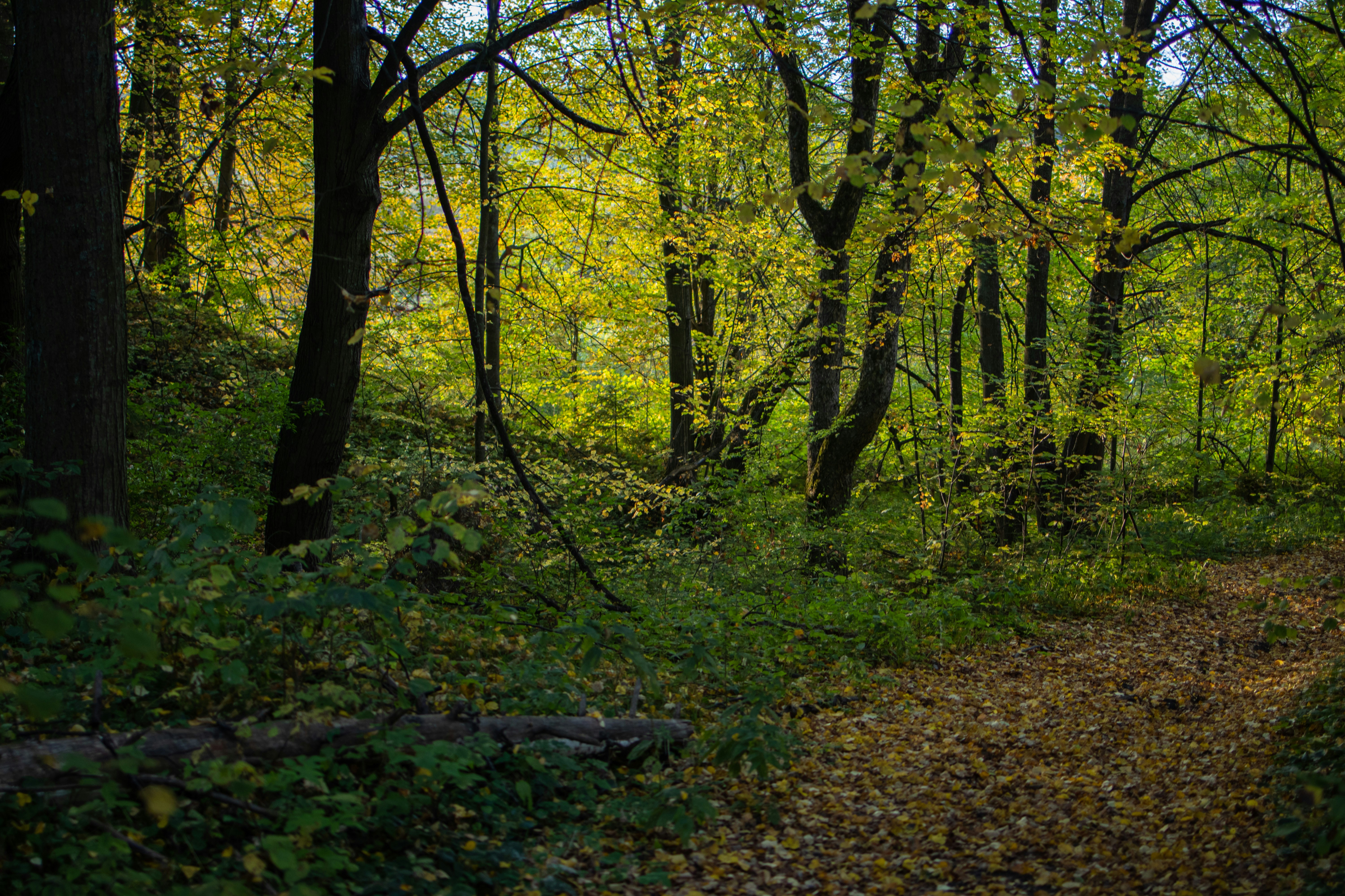 Sunlit forest path lined with trees and fallen leaves, inviting a contemplative stroll through autumn hues. (Note: photographic scene captured as a natural landscape.)