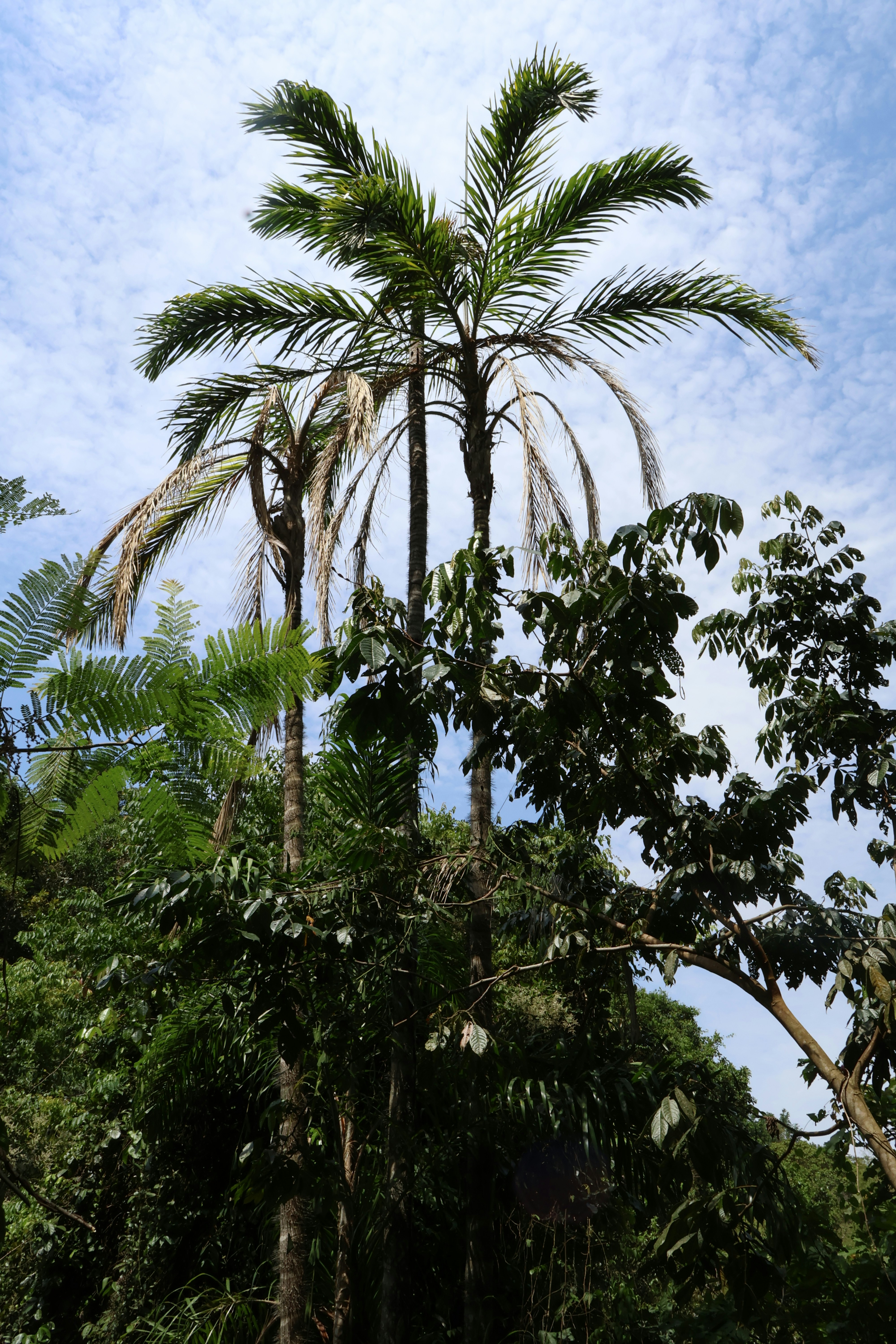 Tall Palms and Lush Canopy Under a Cerulean Sky