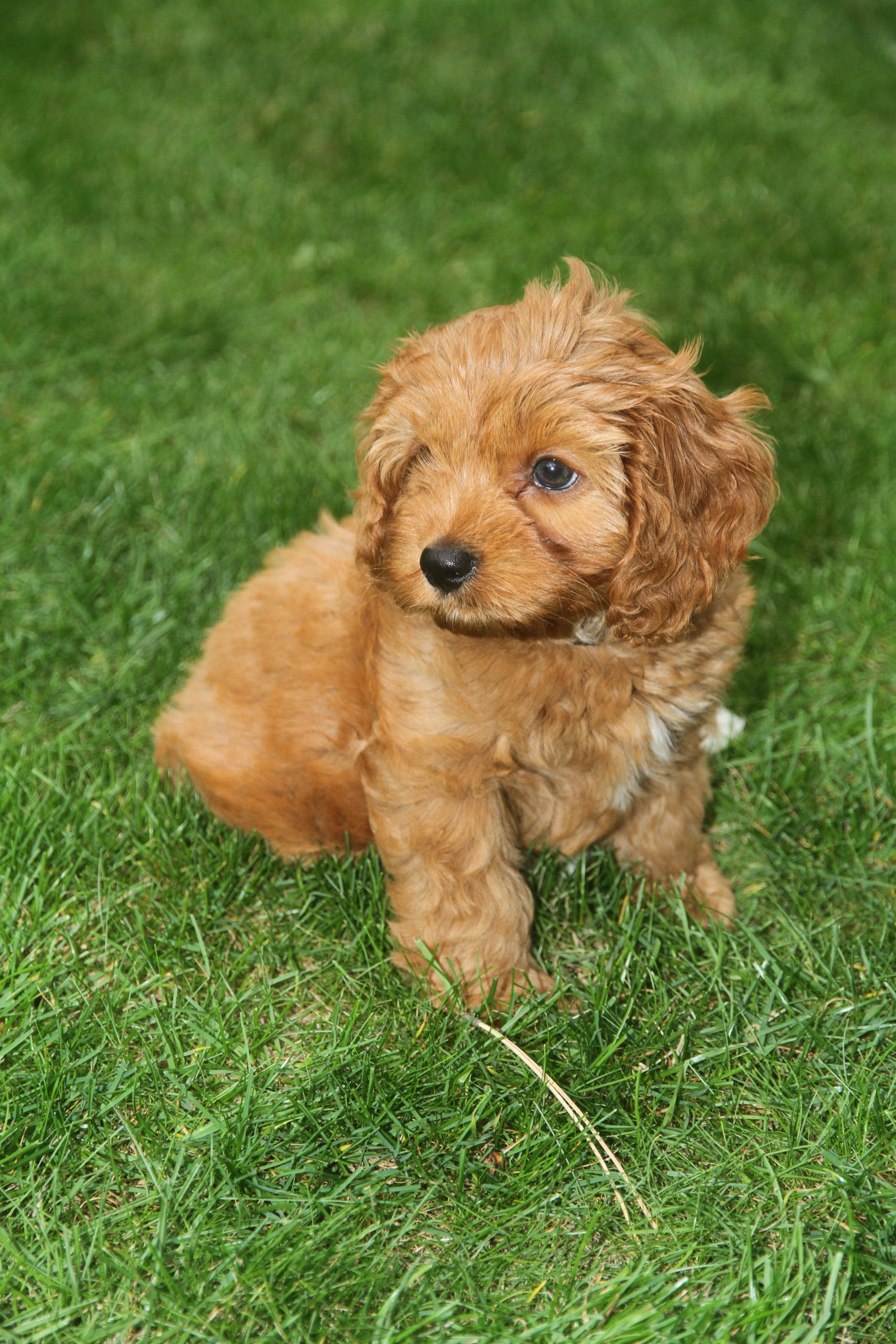 Golden Pup on Fresh Cut Grass