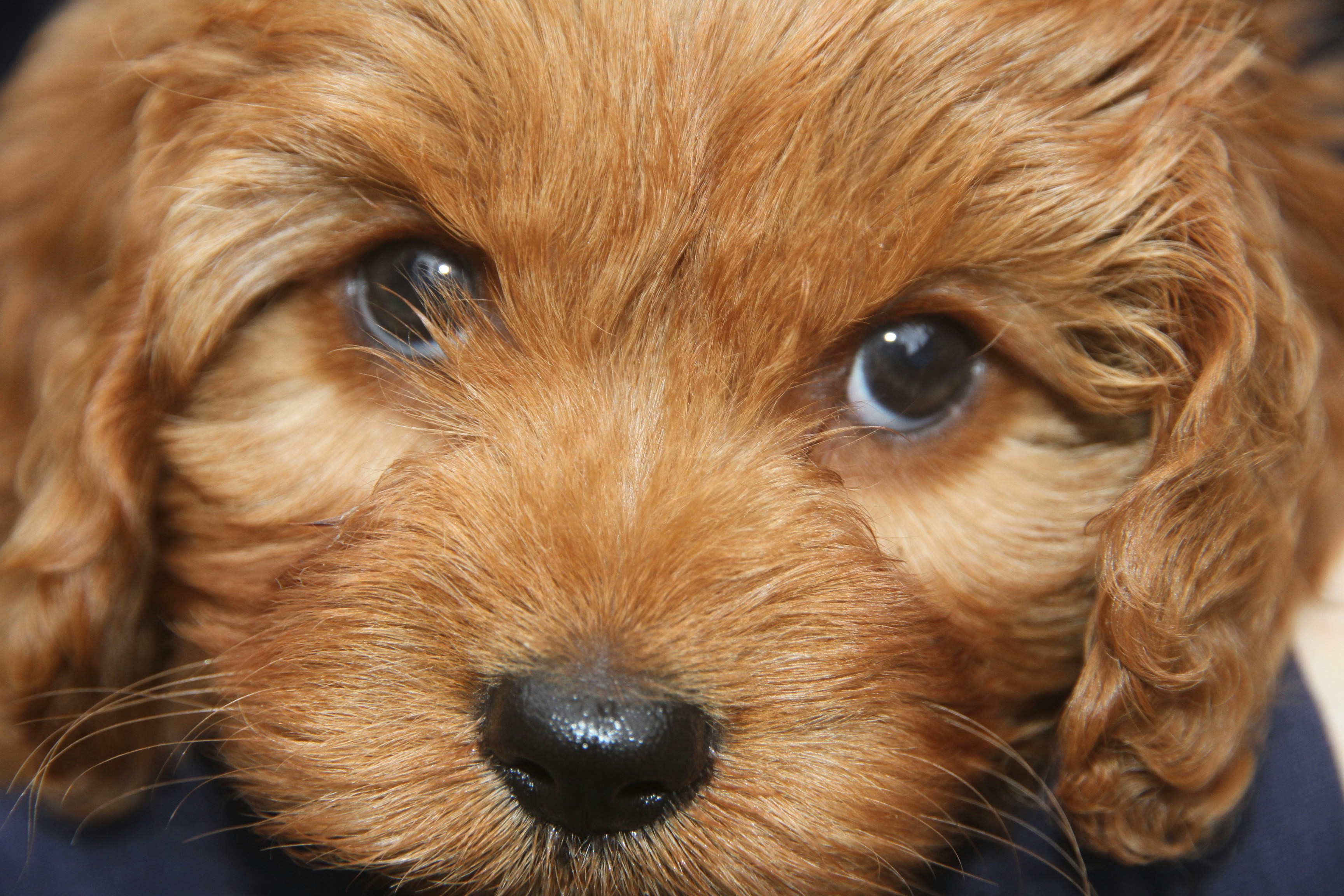A Soft Glance: Close-Up of a Cuddly Golden Puppy