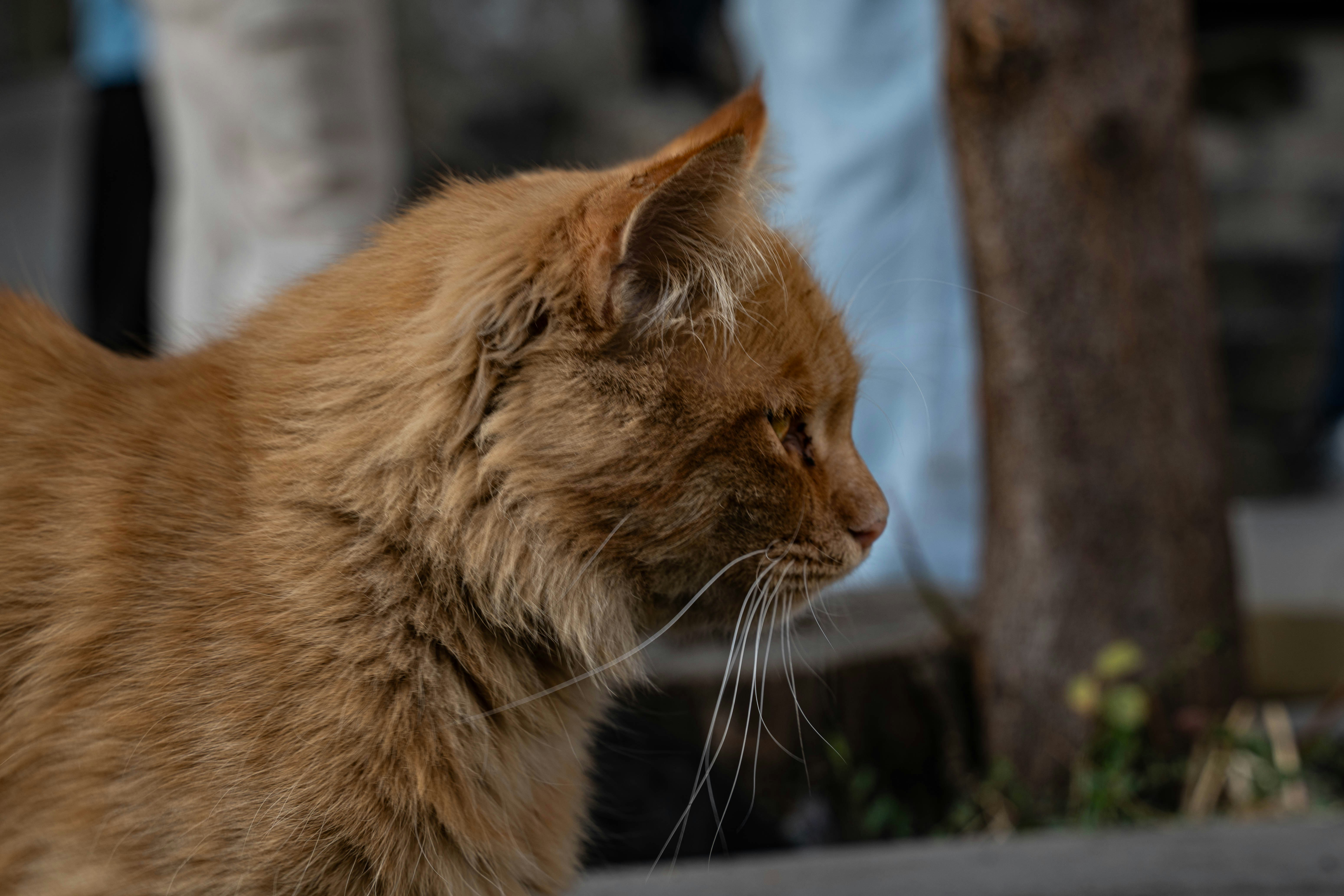Amber Whiskers in Focus: Side Profile of a Ginger Cat