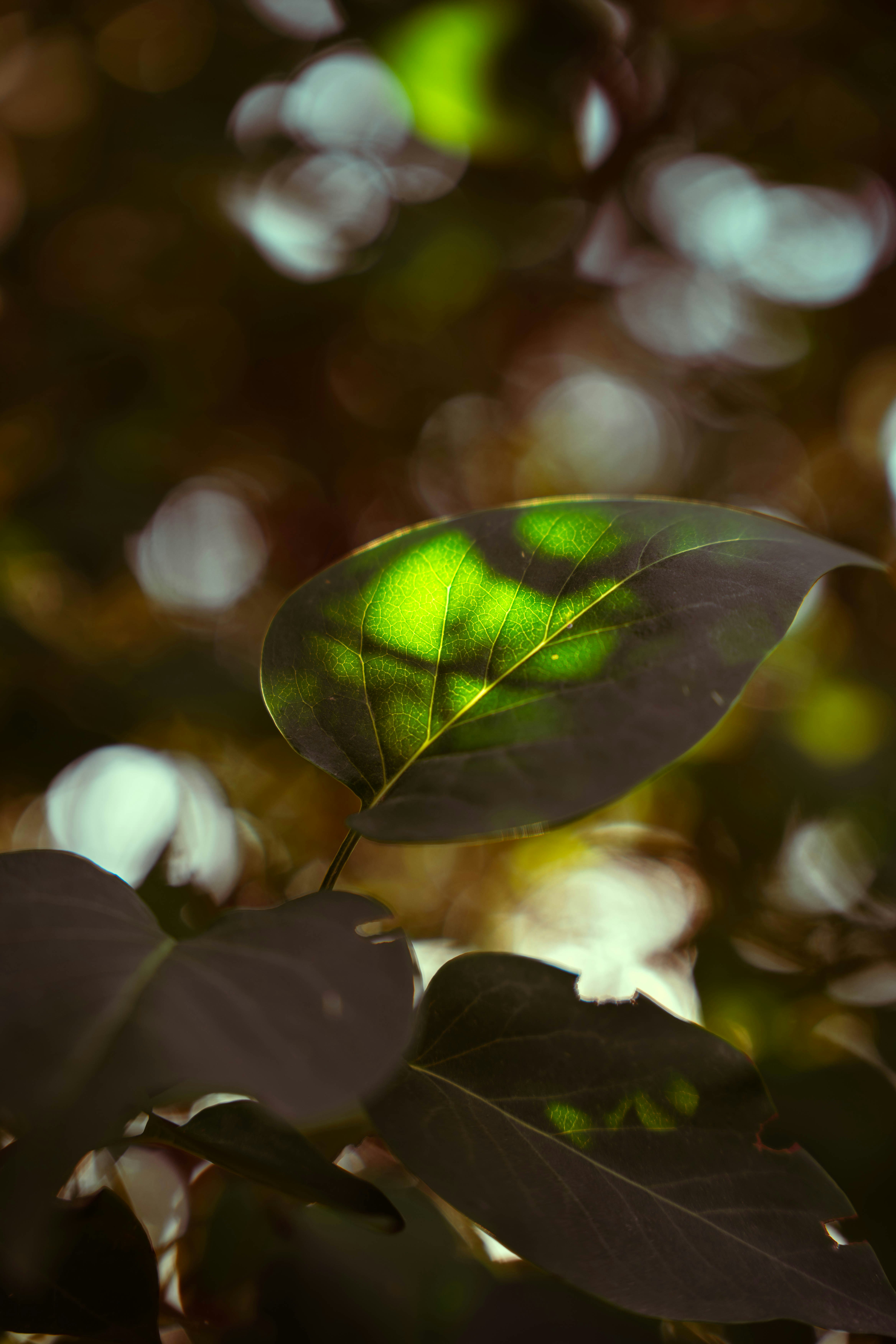 Veil of Green Light on a Quiet Leaf