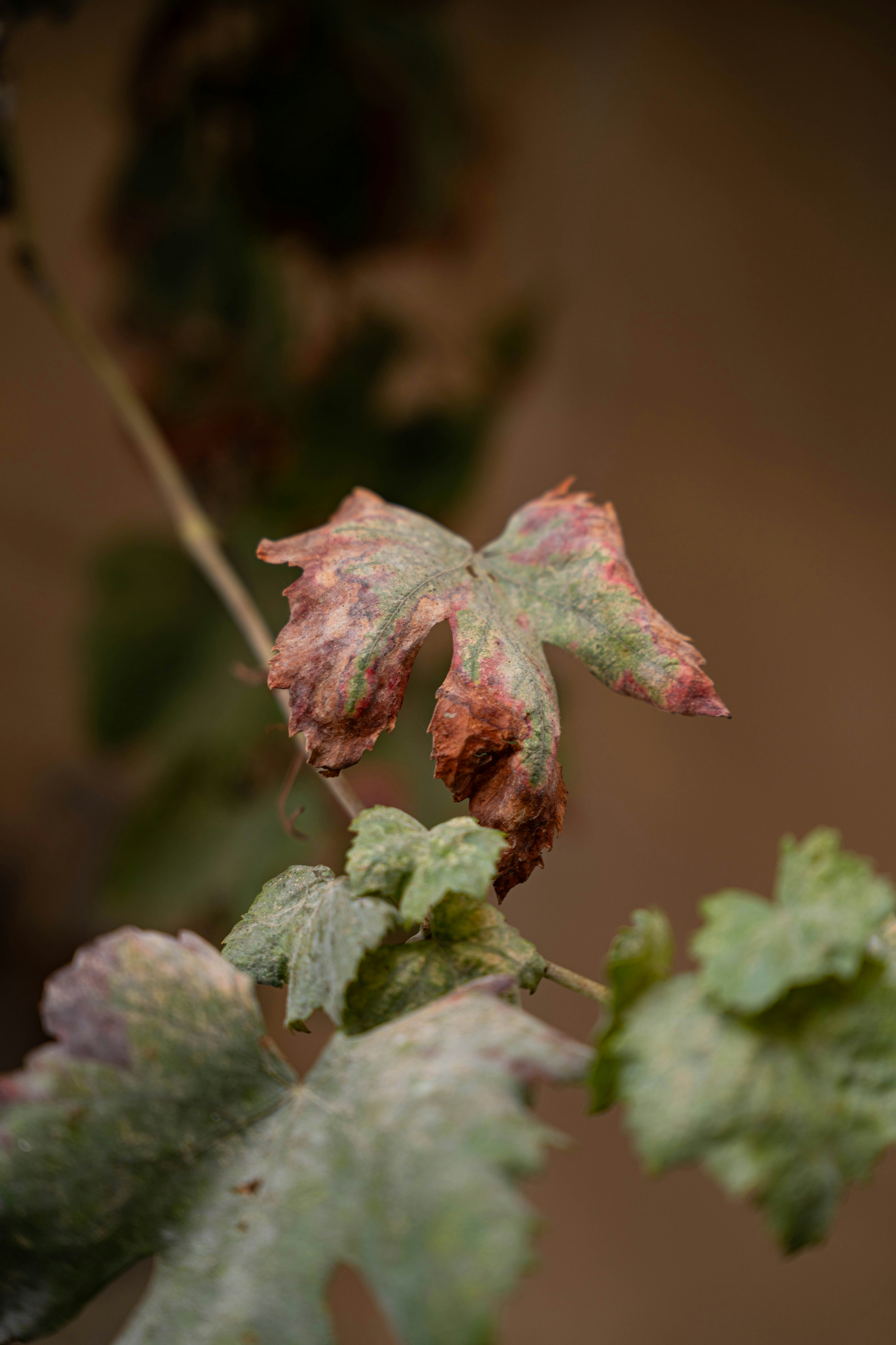 Withering Leaves: A Close-Up of Autumn’s Fading Edge