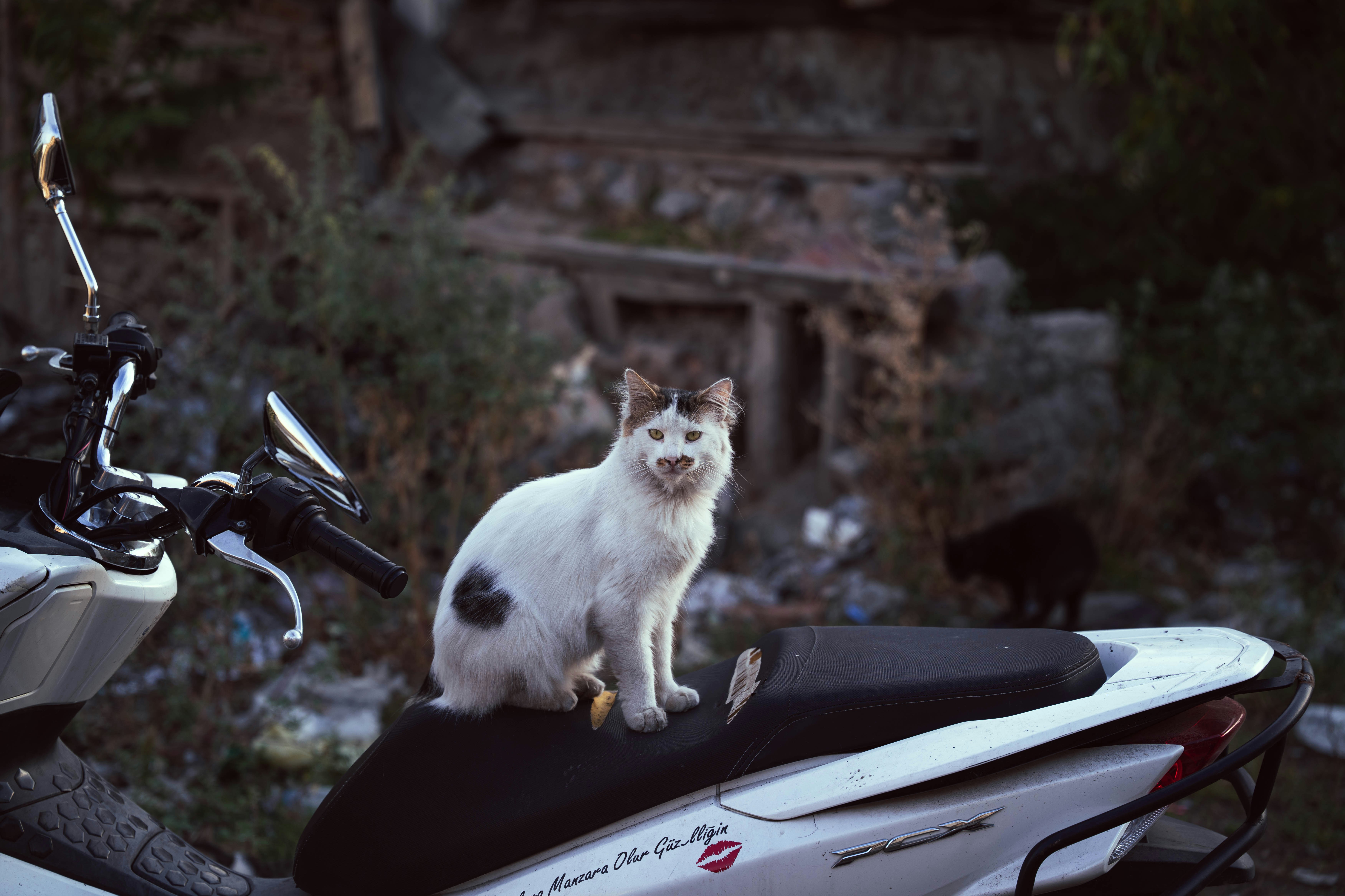 Calico Cat on a Silent Scooter Amid Evening Shadows