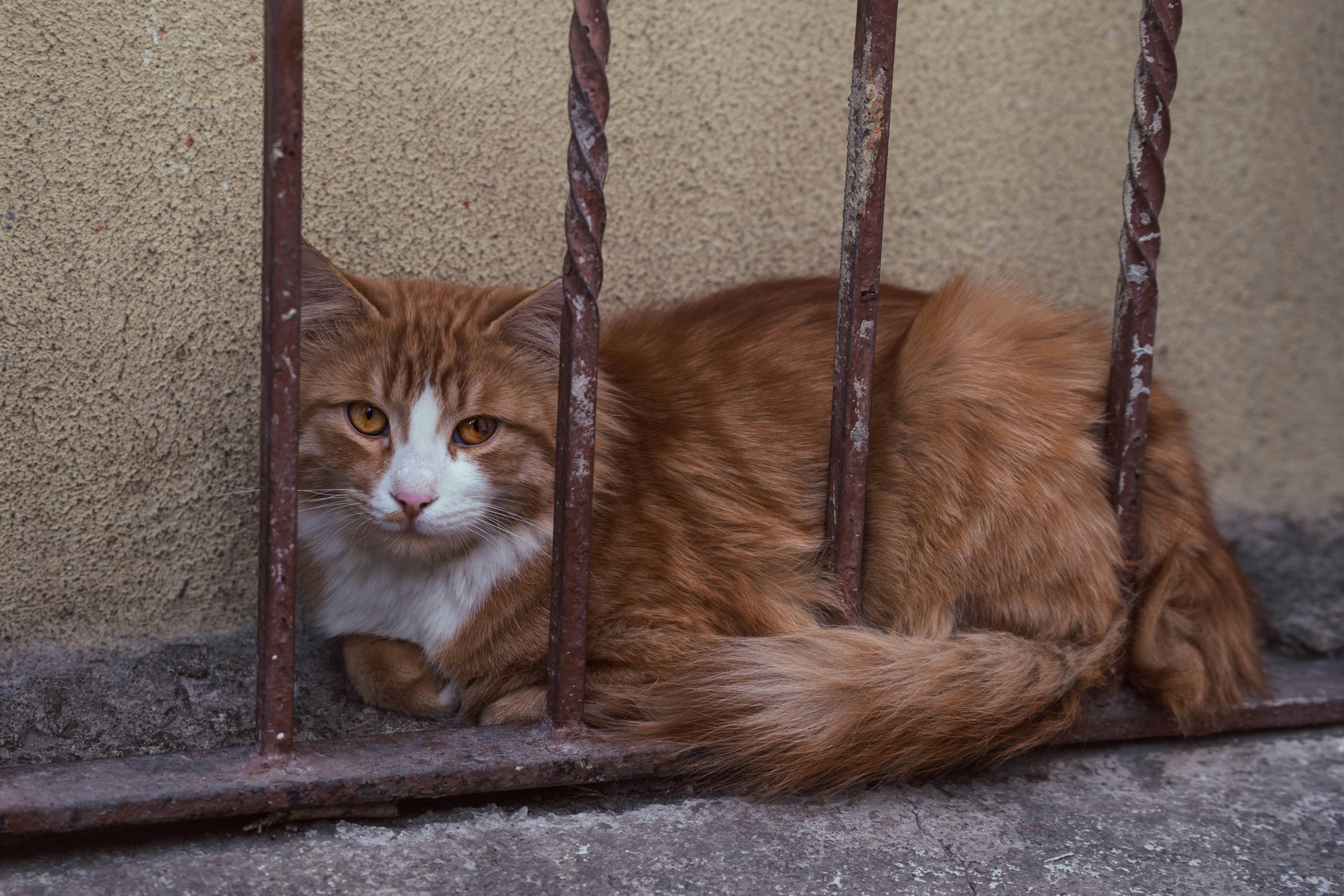 Hidden in the Bars: A Ginger Cat on the Curb