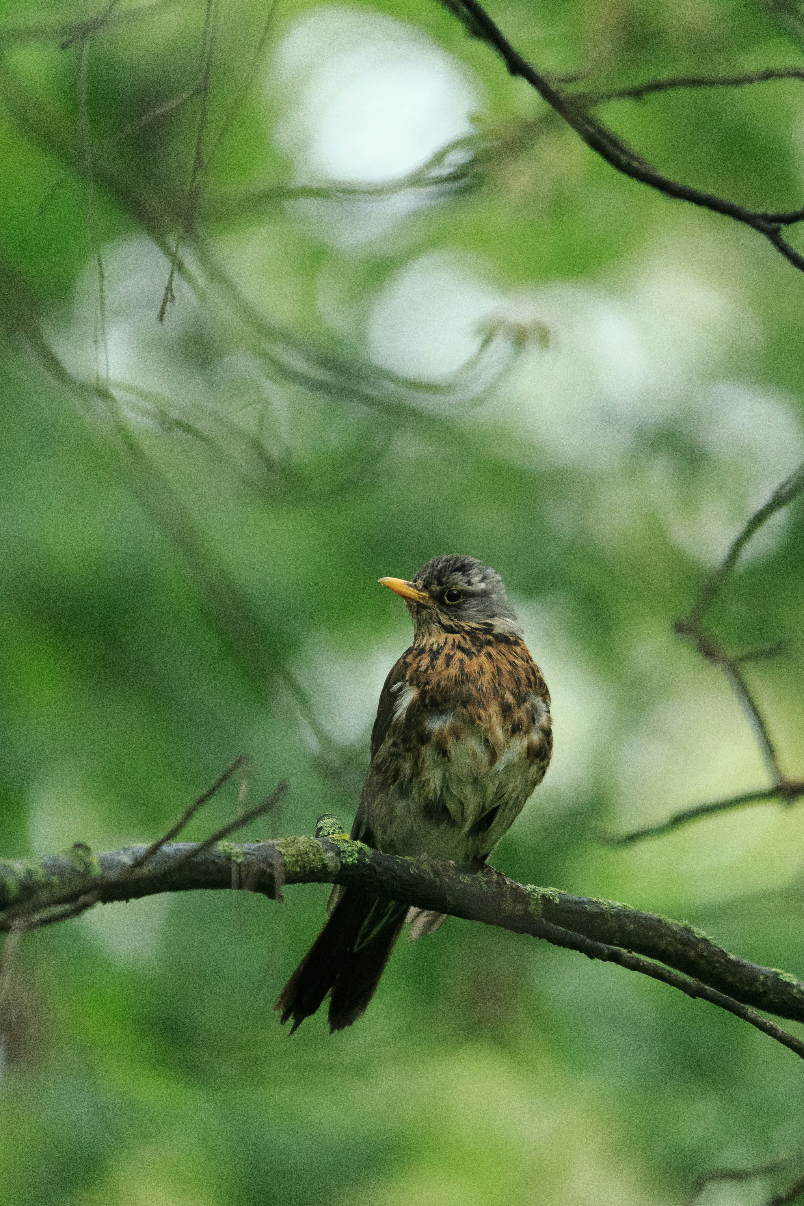 A Robin Perched on a Mossy Twig Curtain of Green