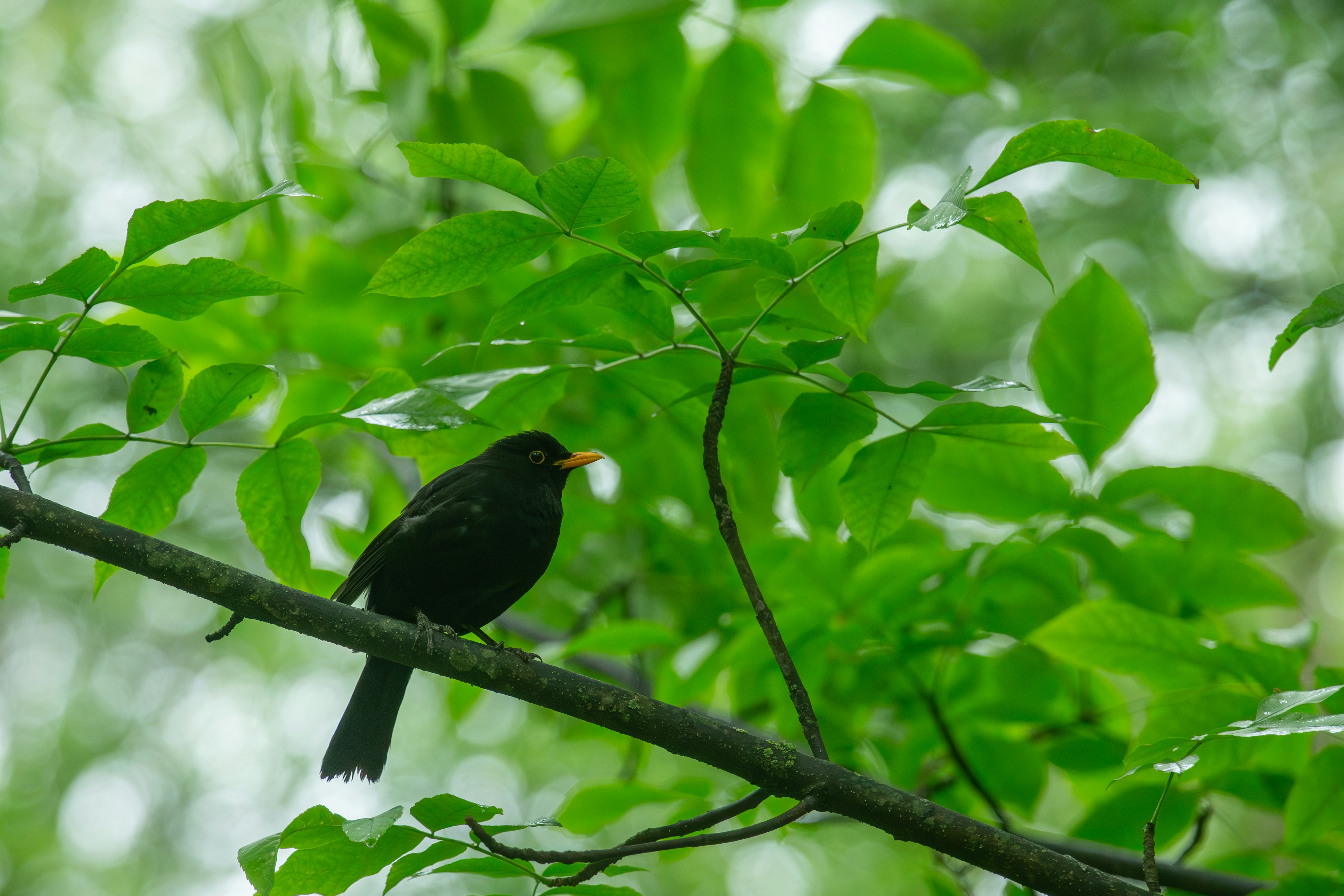 Emerald Canopy Messenger: A Blackbird Perched on Green Veil