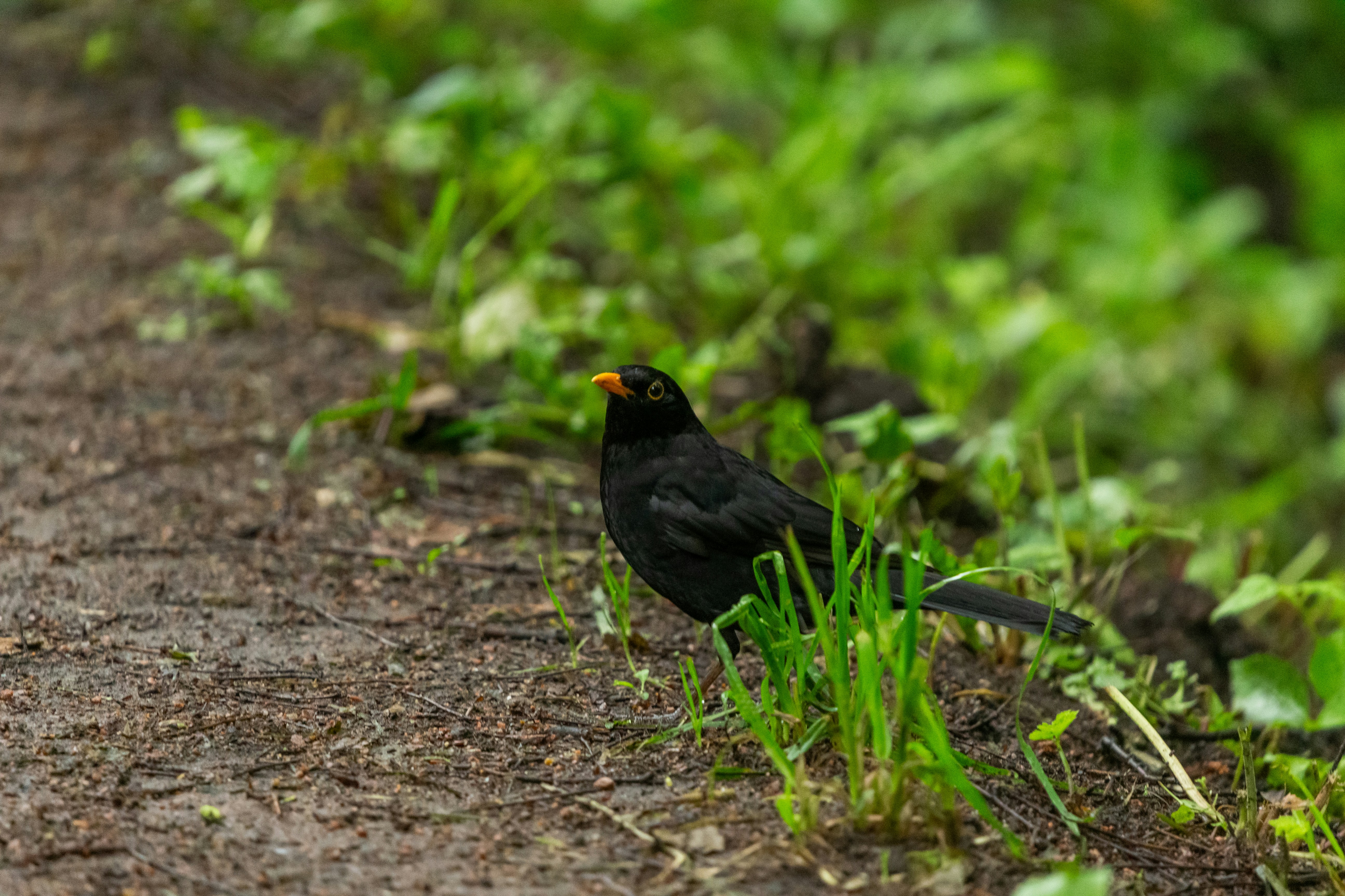 Blackbird on a Mossy Path