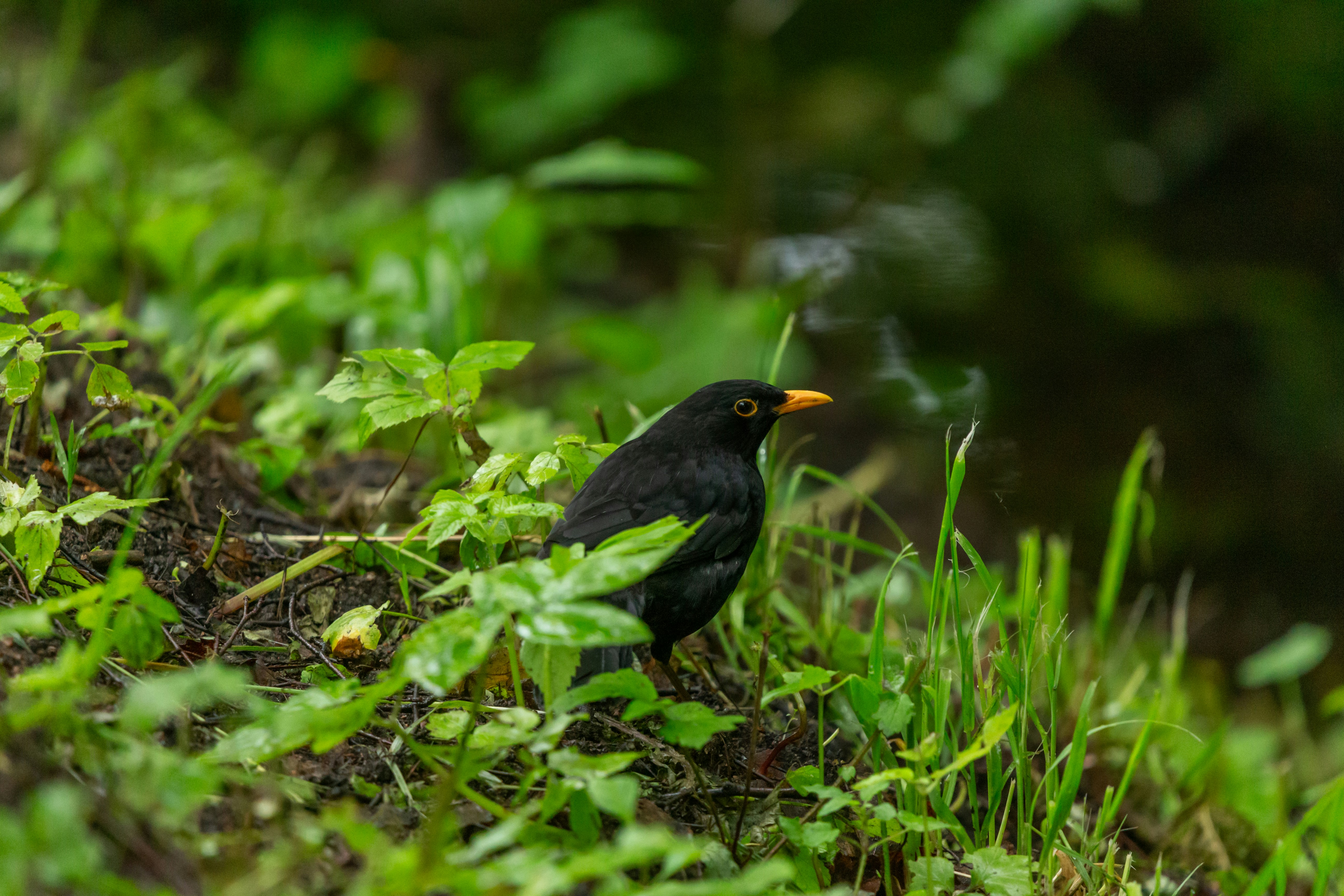 Blackbird in Green Understory with Bright Beak
