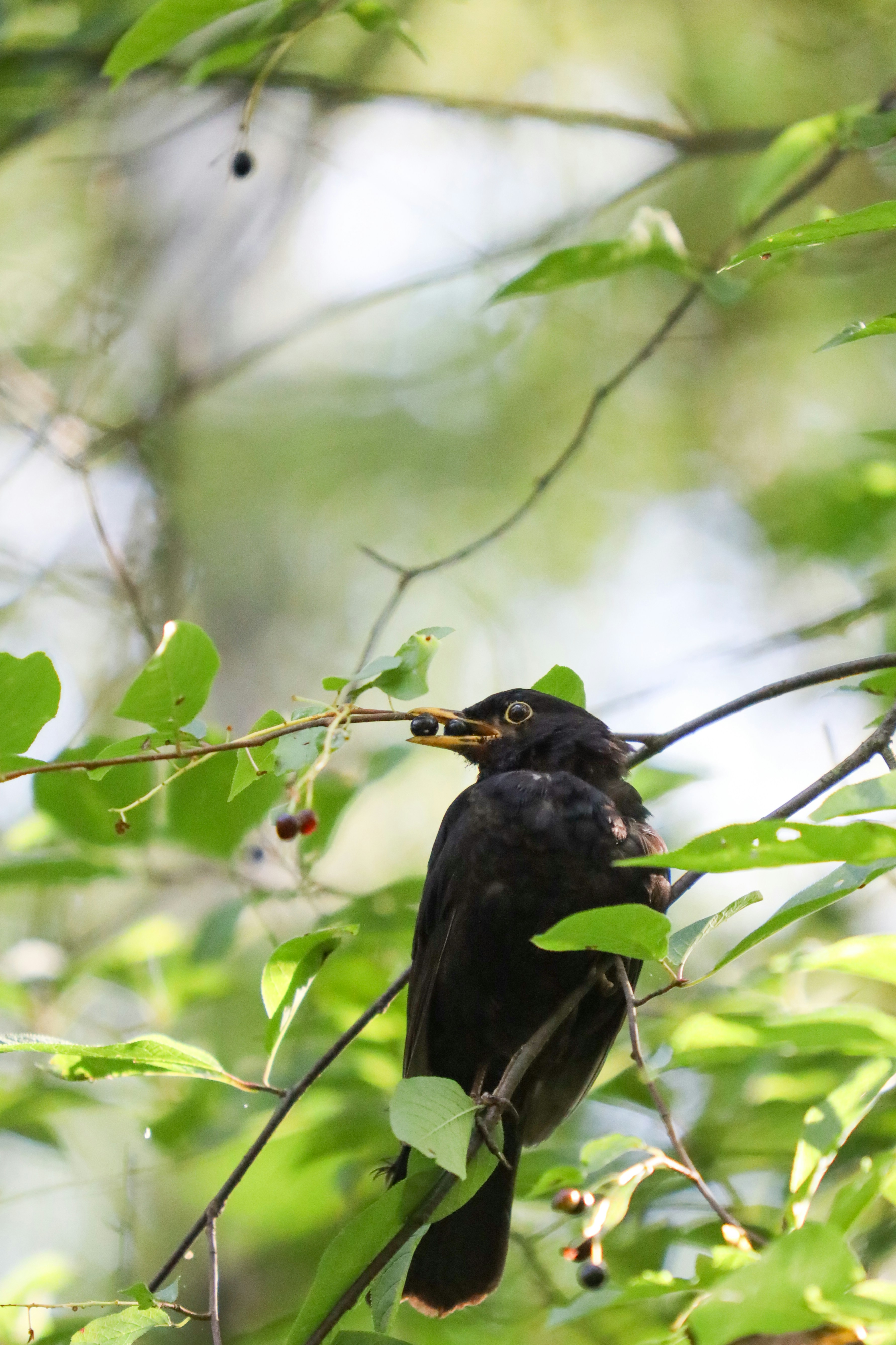 Blackbird in a Green Canopy with a Beakful Under Branches