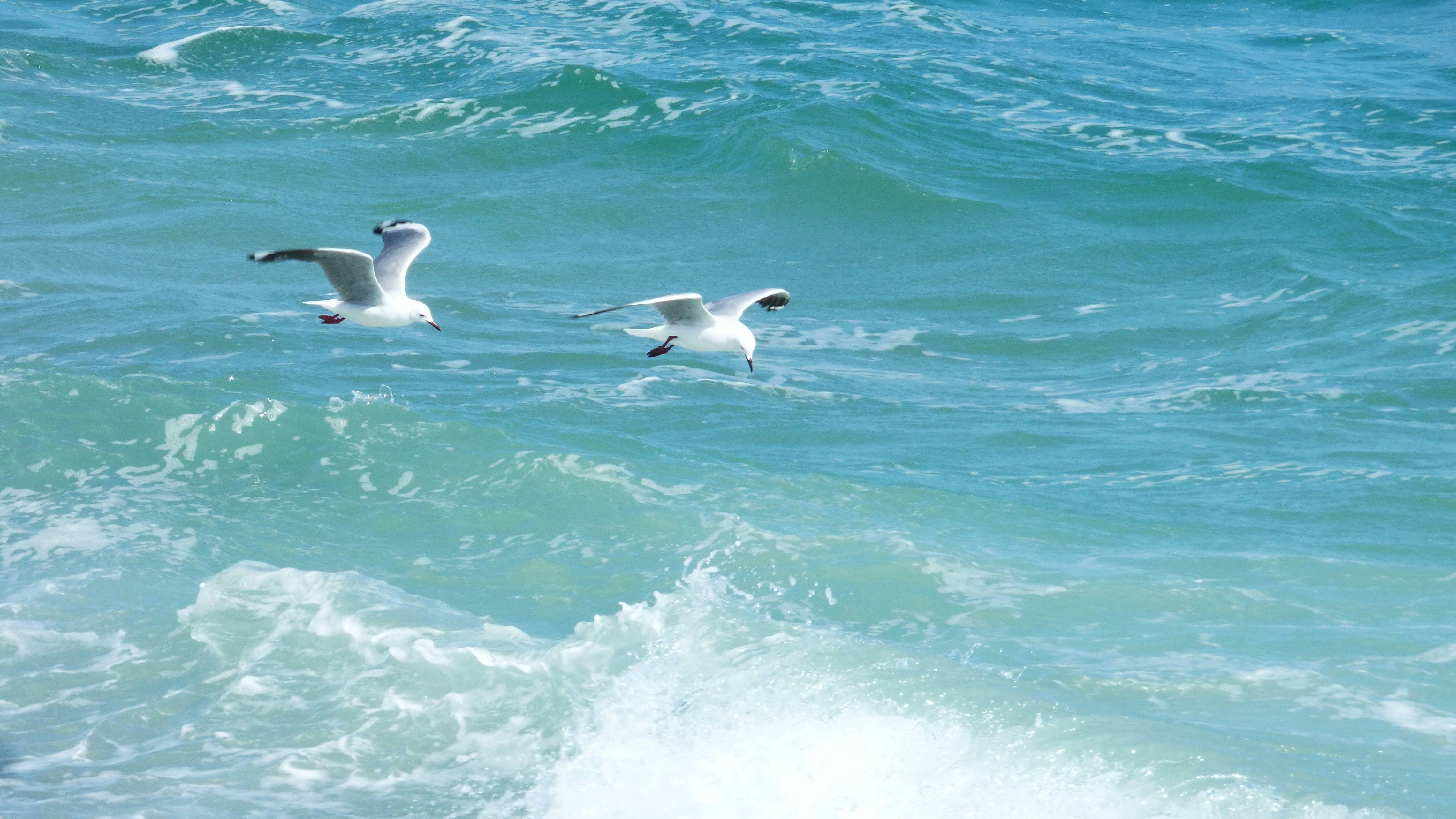 Seabirds Piercing the Surf: Two Gulls Beat the Break