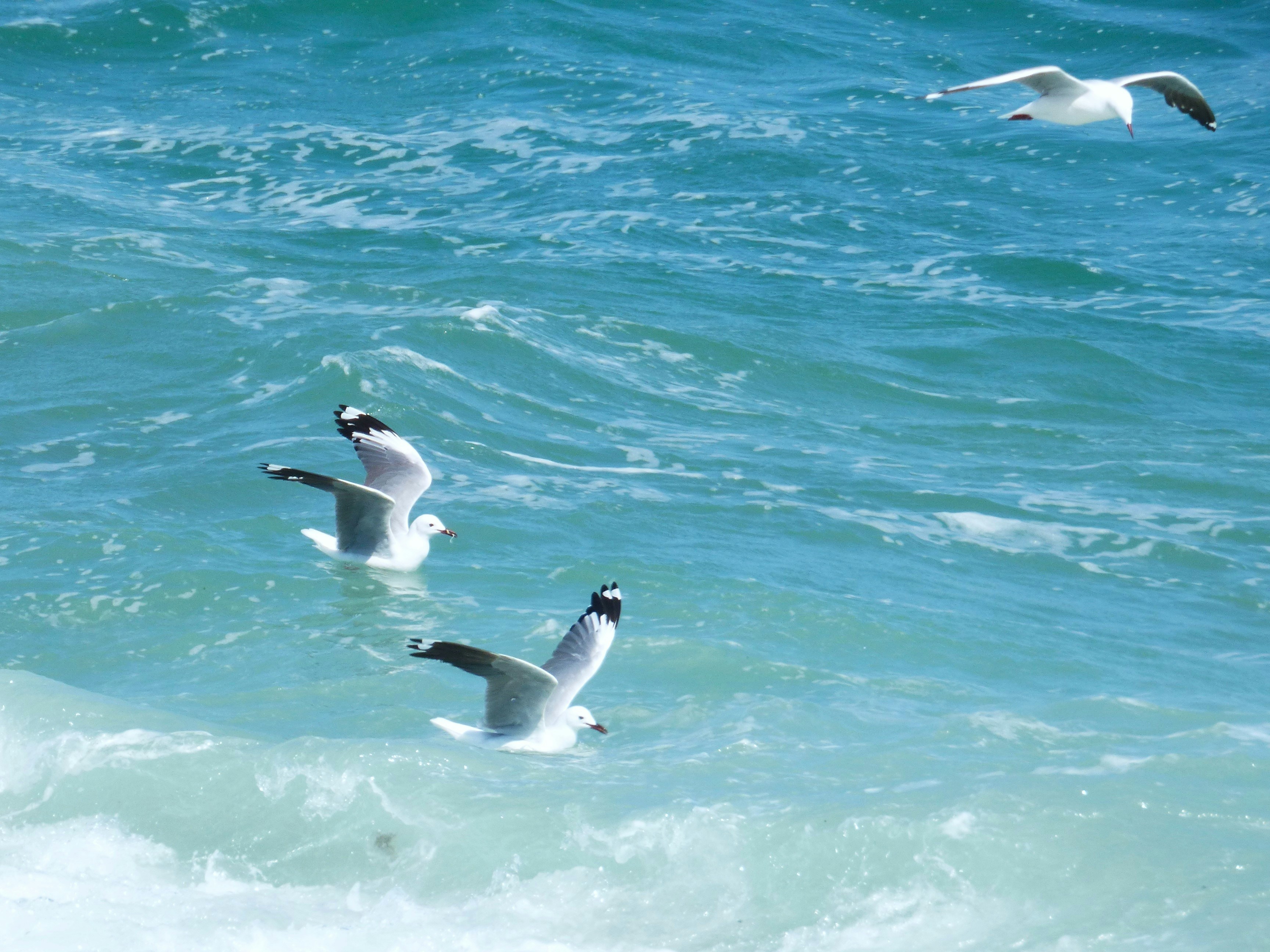 Seabirds in turquoise surf: a brief horizon of gulls over teal to foam