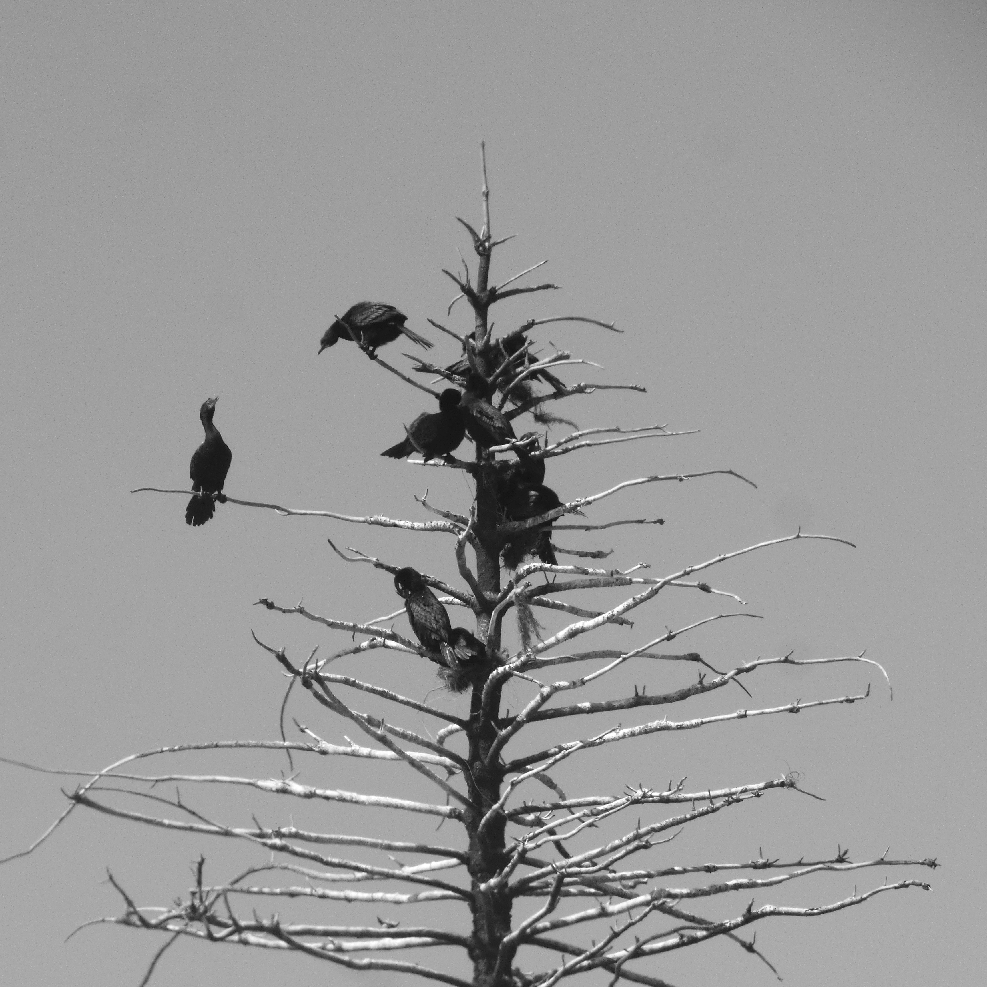 Crows Command the Dead Tree: A Silent Vantage