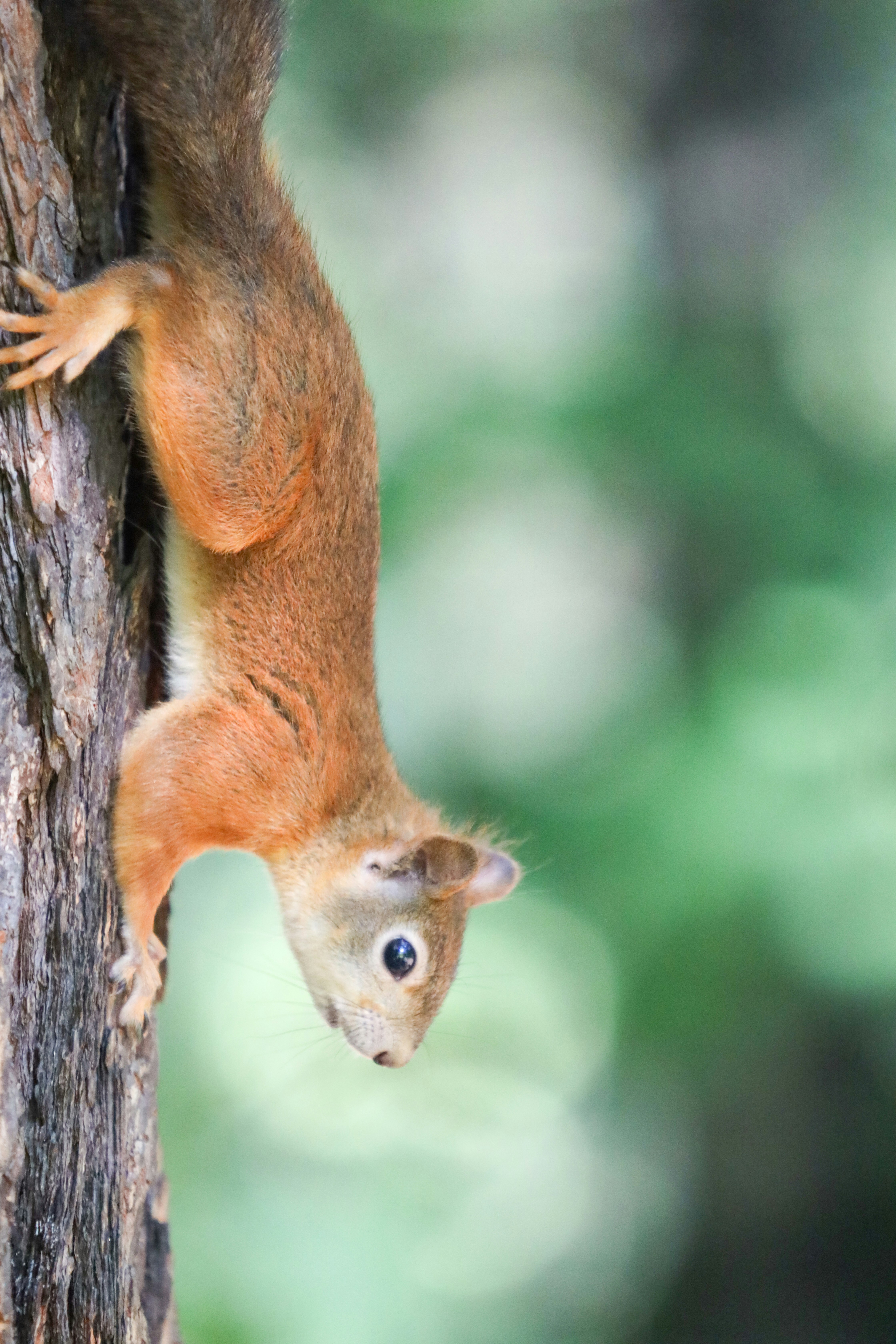 Perched Squirrel Adrift on Bark: A Gilded Moment Between Tree and Eye