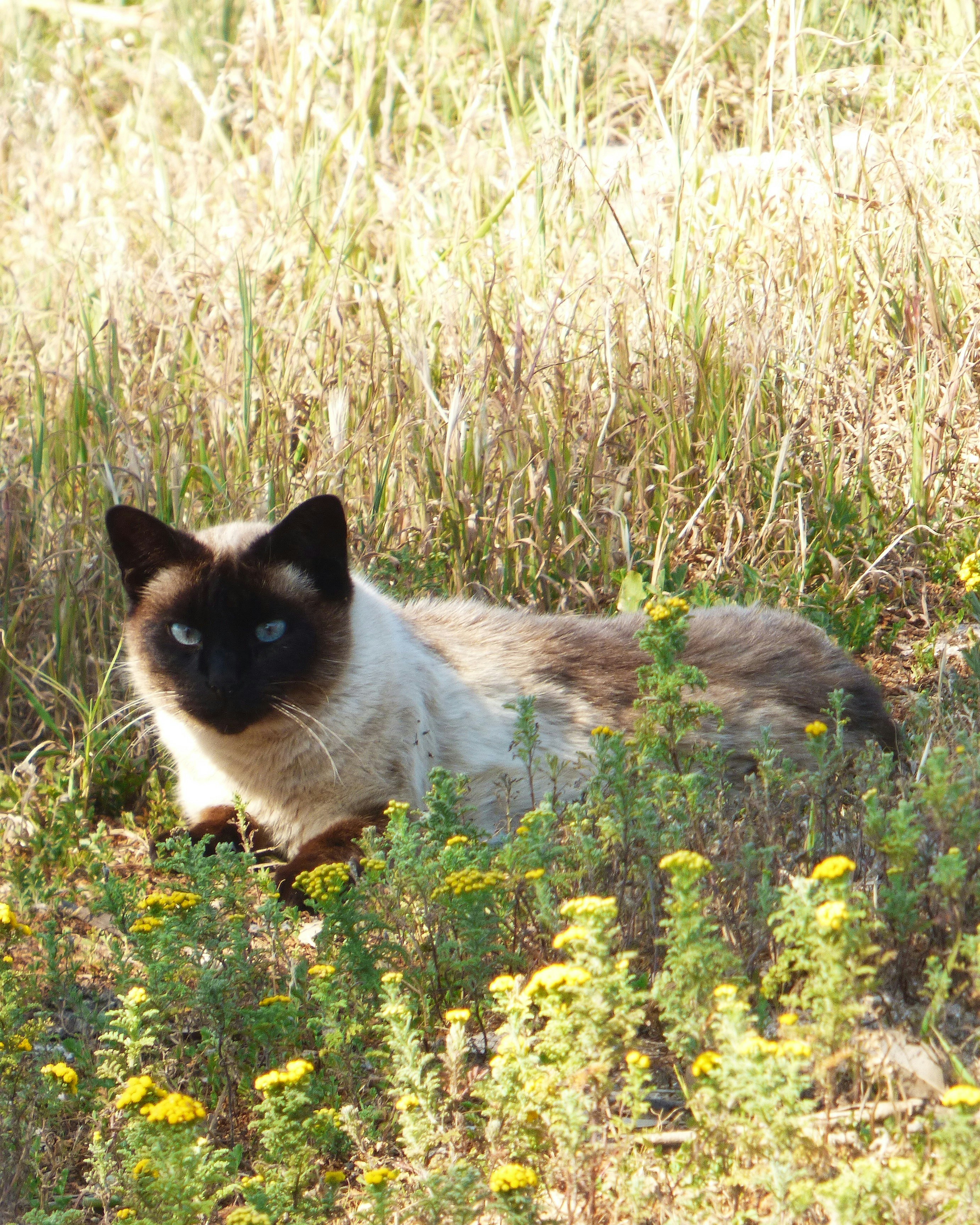 Cat in Sunlit Field: Siamese with Azure Gaze Amid Wildflowers