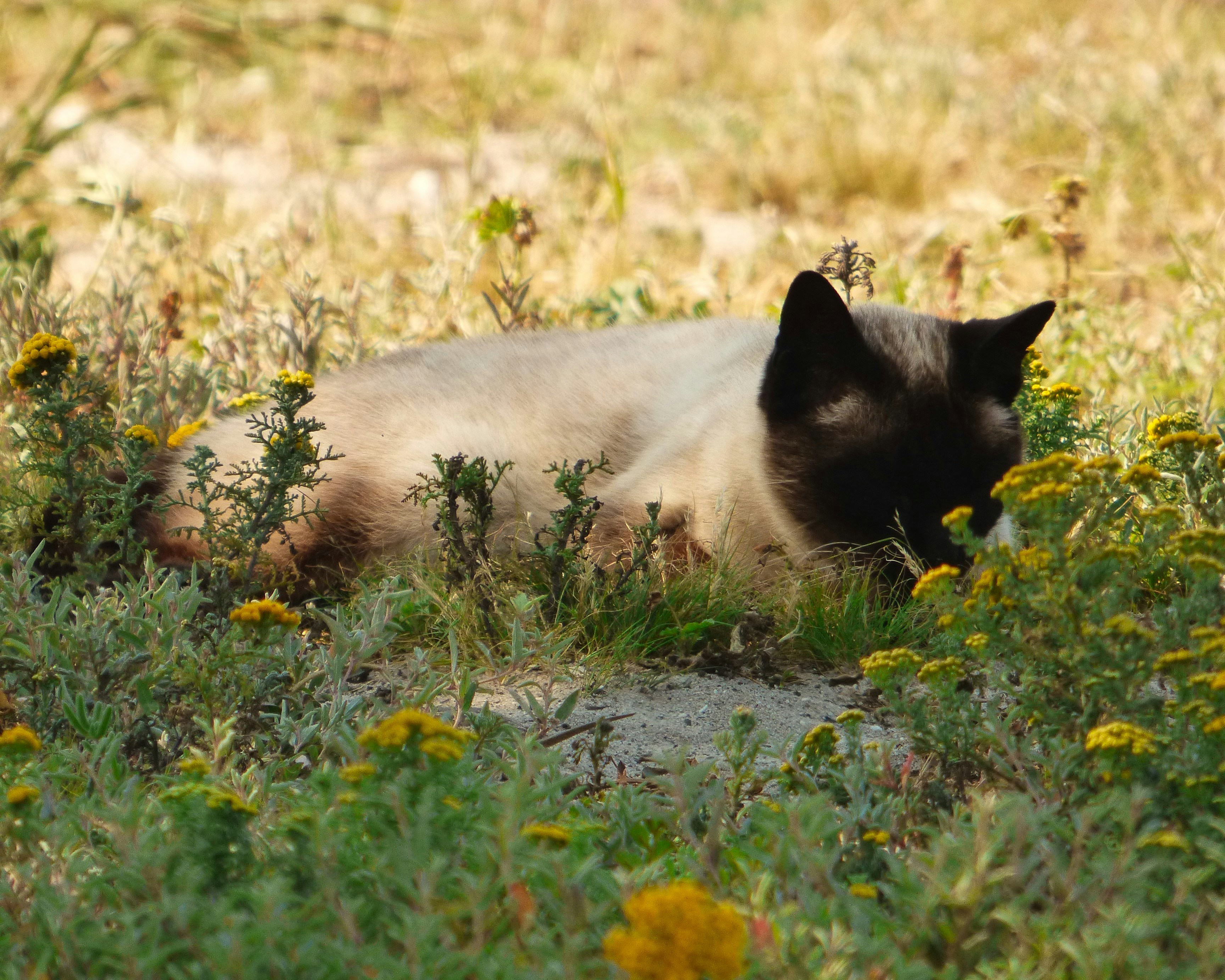 Hidden in the Meadow: A Silent Gray Cat Resting Among Yellow Flannel Flowers