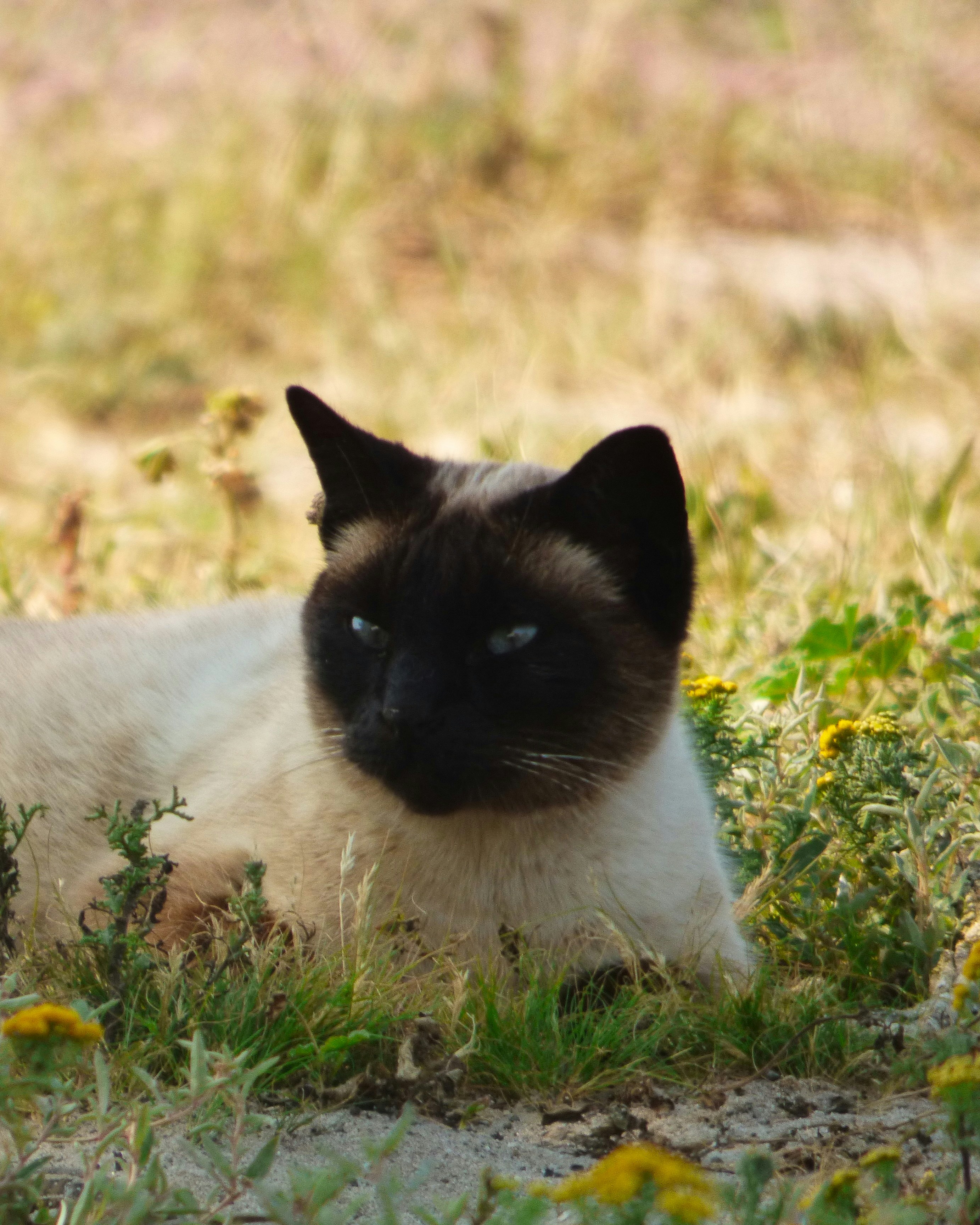 Silhouette of a Siamese Cat Resting in Sunlit Wildflowers