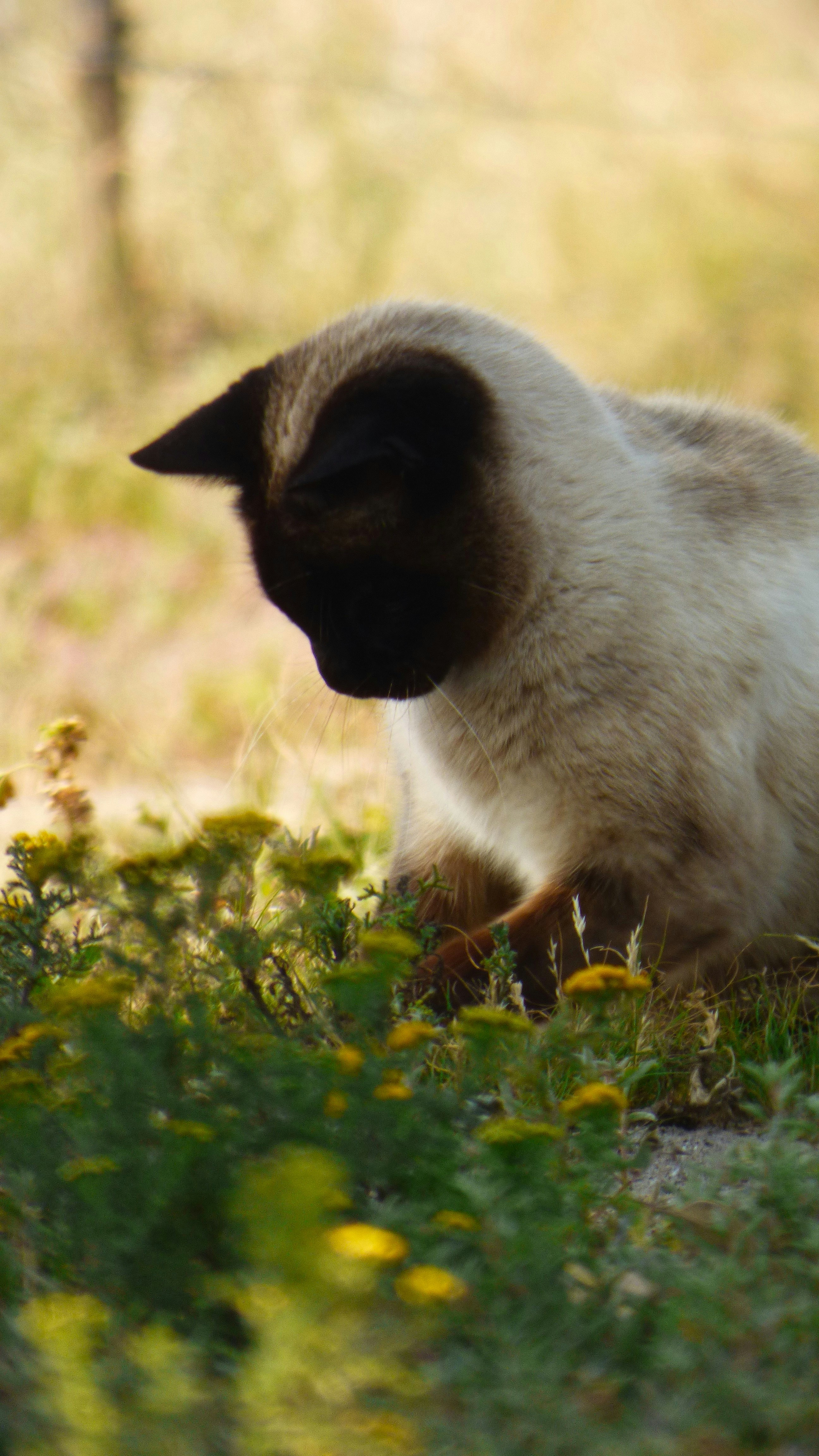 Shadowed Siamese in a Field of Yellow Blooms