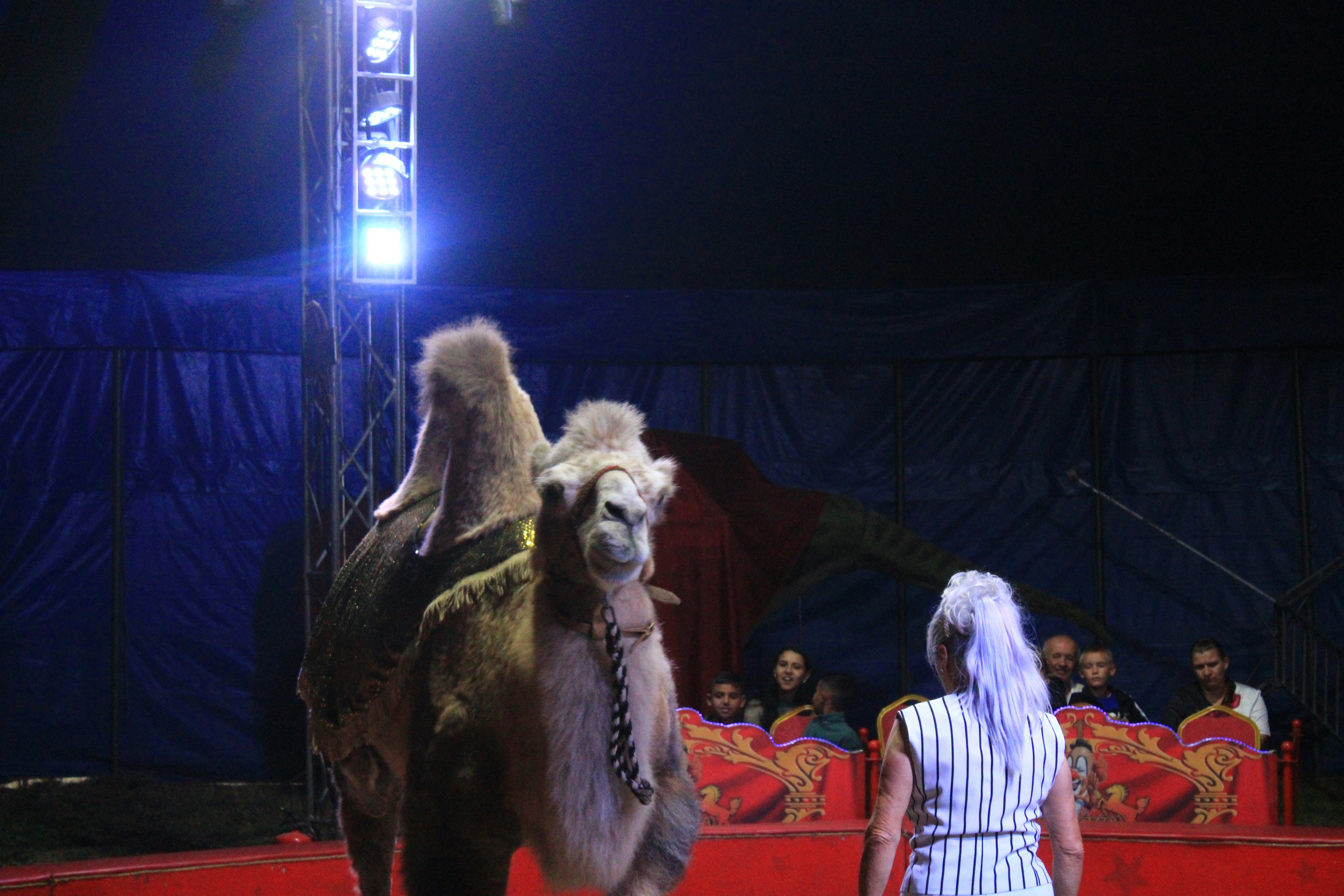 Camel under blue circus lighting stands near the ring as an audience watches from red seats.