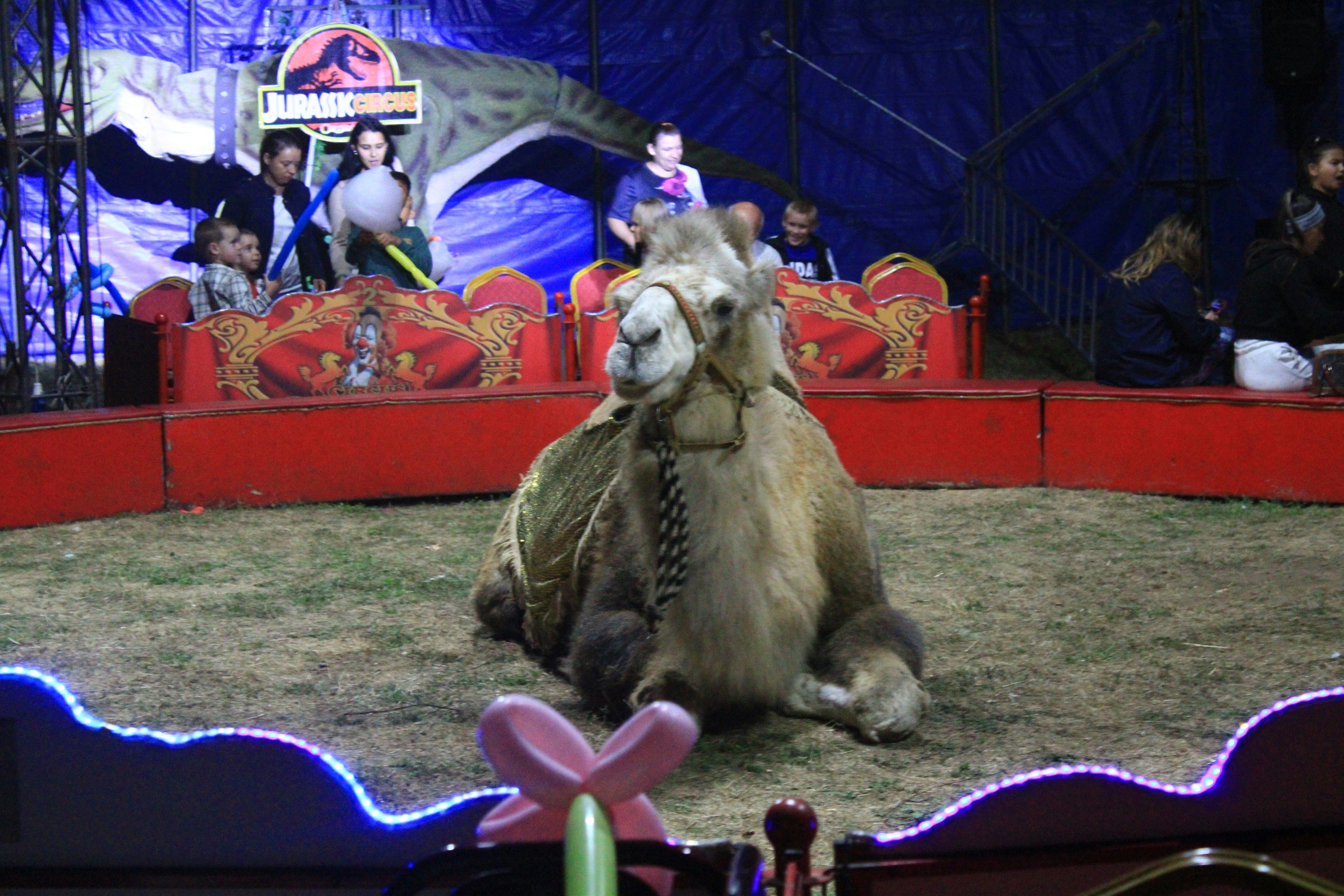 Camel at Center Ring: A Quiet Moment in the Midst of a Jurassic Show
